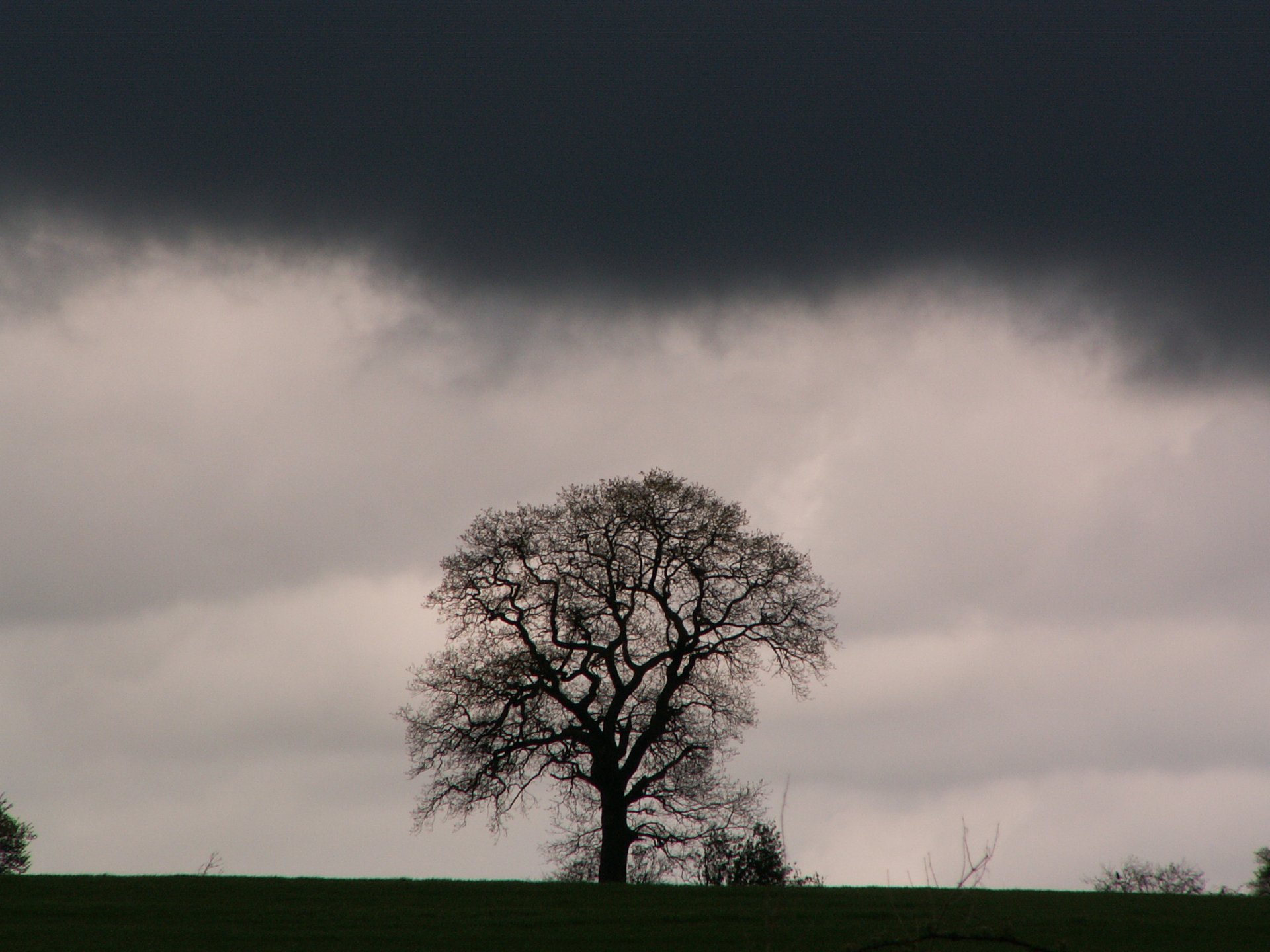 Download Tree In Dark Sky Nature Tree HD Wallpaper