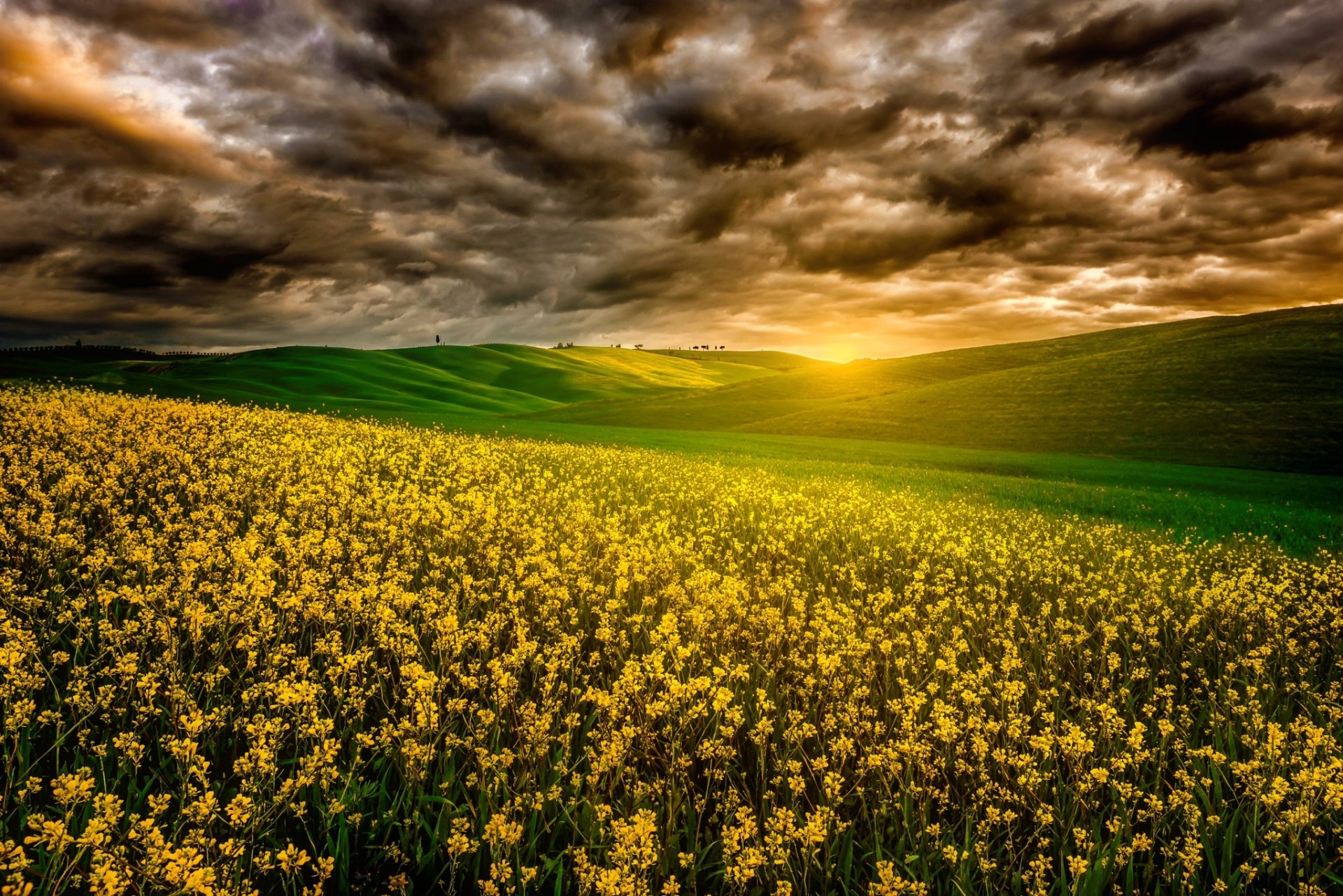 Download Yellow Flower Flower Field Sun Sunset Sky Cloud Nature ...