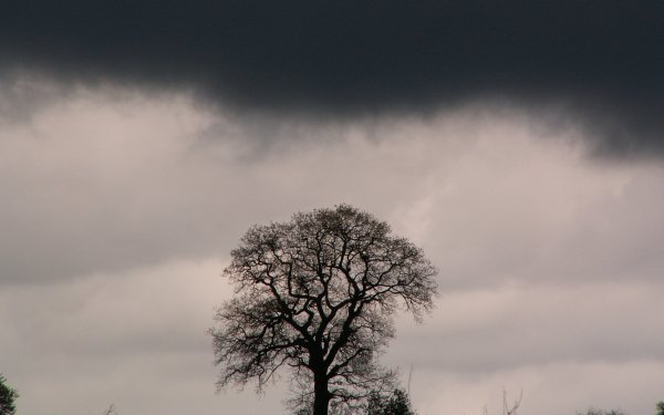 Tree In Dark Sky Wallpapers