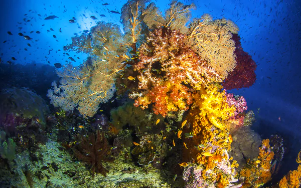 [30+] Coral 4k Wallpapers