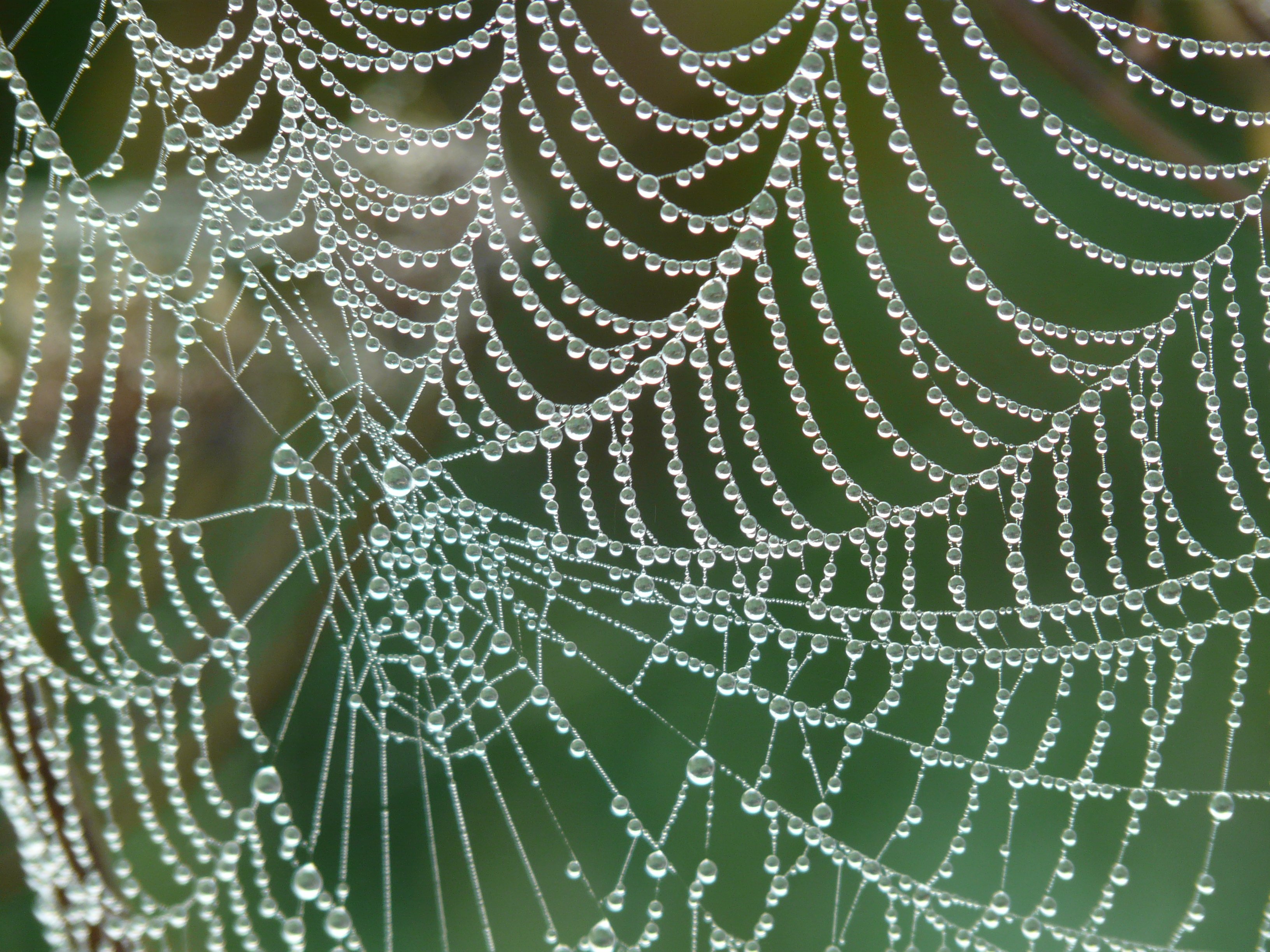 Download Water Drop Macro Photography Spider Web HD Wallpaper