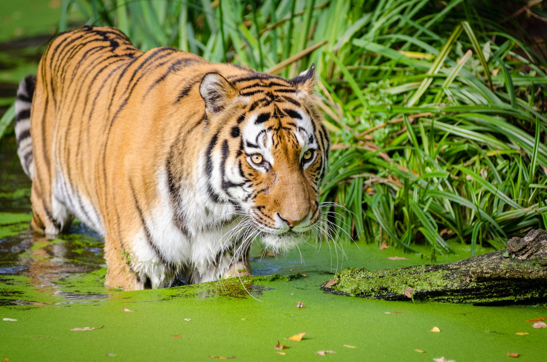 Majestic Tiger in Water – Stunning 4K Ultra HD Animal Wallpaper