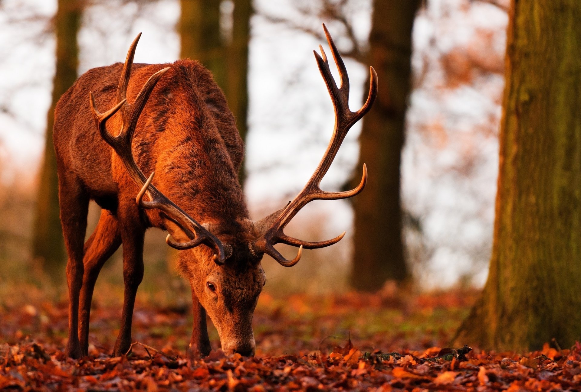 Cerf Fond d'écran HD | Arrière-Plan | 2048x1383 | ID:781428 - Wallpaper ...