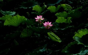 Download Water Lily Flower Pink Flower Leaf Nature Lotus PFP