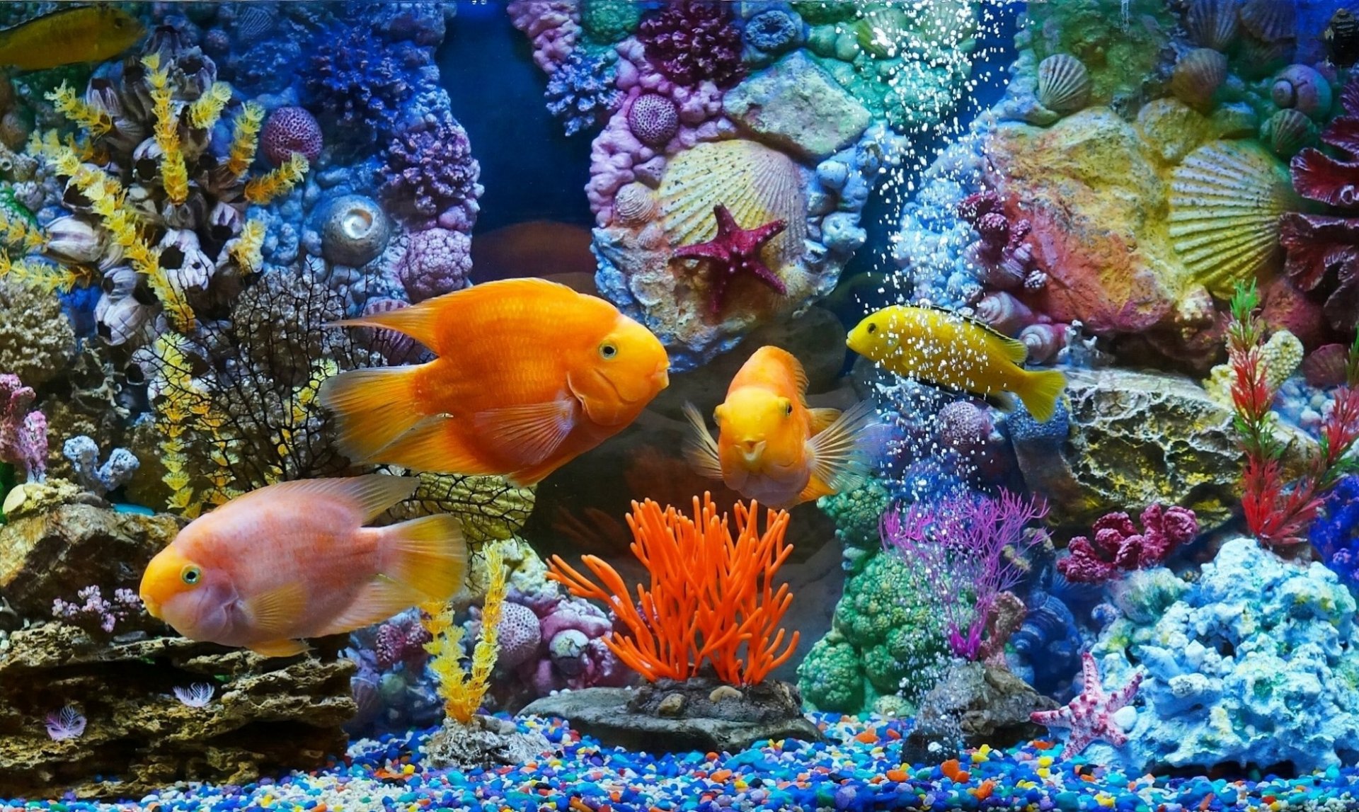 Colorful Aquarium HD Wallpaper