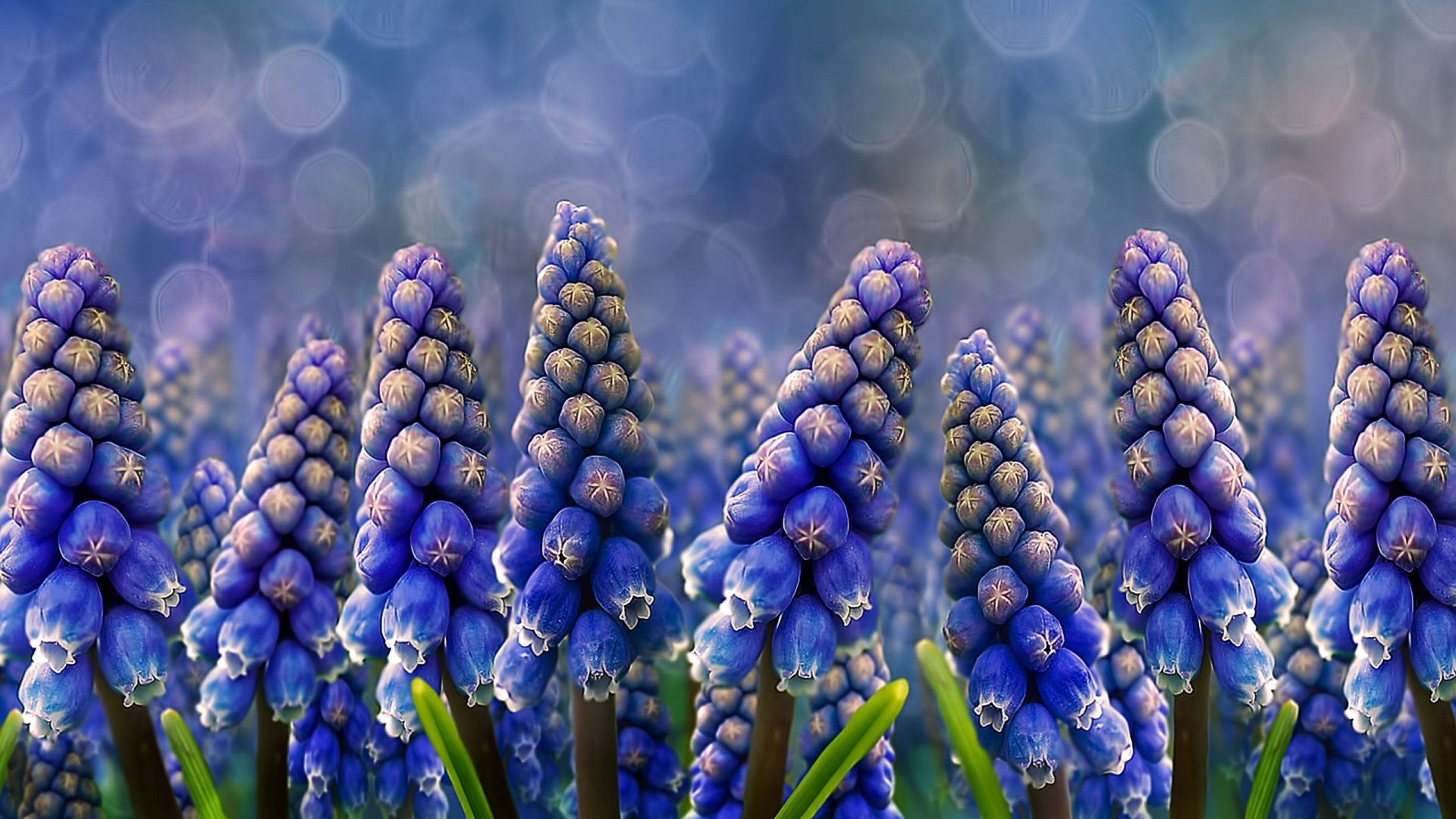 Blue Hyacinth Bloom HD – Nature’s Close-Up Bokeh Beauty
