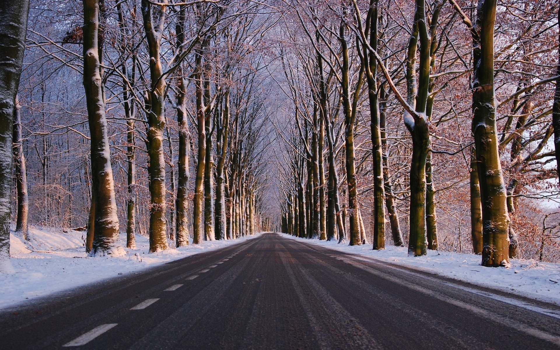 Download Tree-lined Tree Snow Winter Man Made Road HD Wallpaper