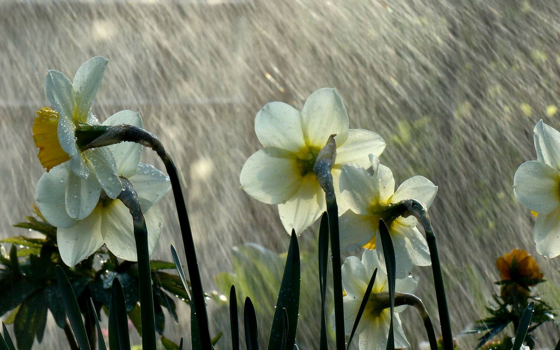 Dew-Kissed Daffodils: A Rainy Day in Nature’s HD Bloom