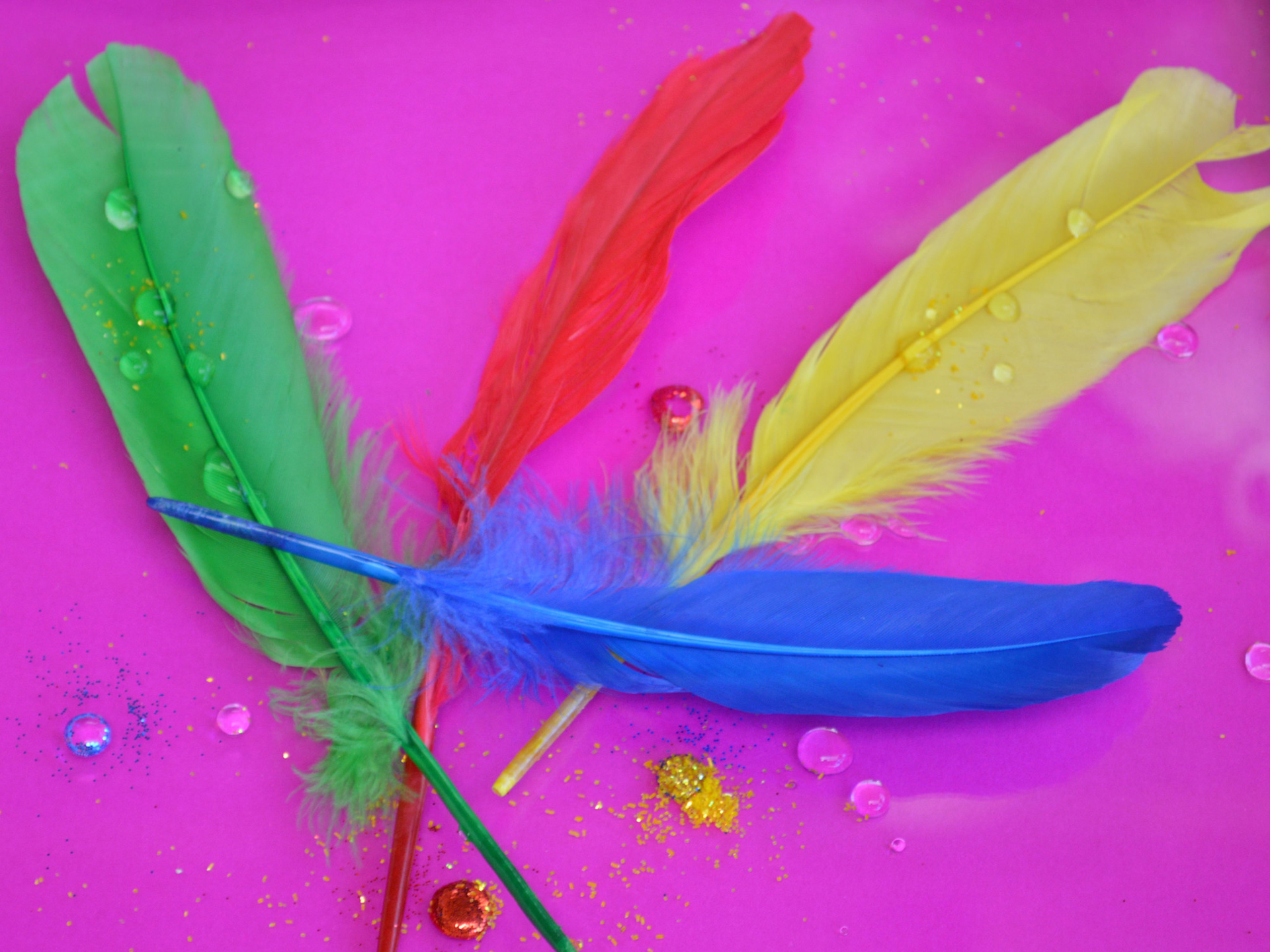 Feathers In Colors Wallpapers
