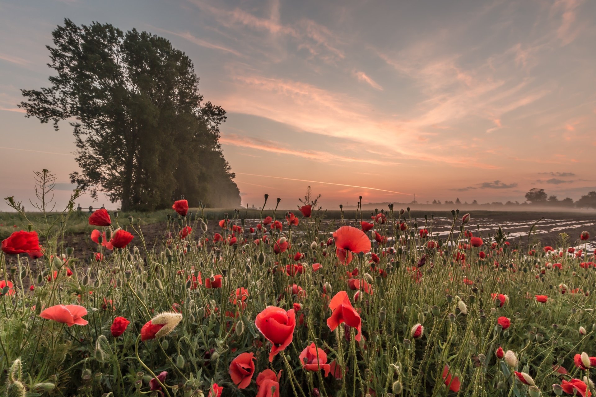 Download Field Red Flower Sunrise Summer Flower Nature Poppy HD ...