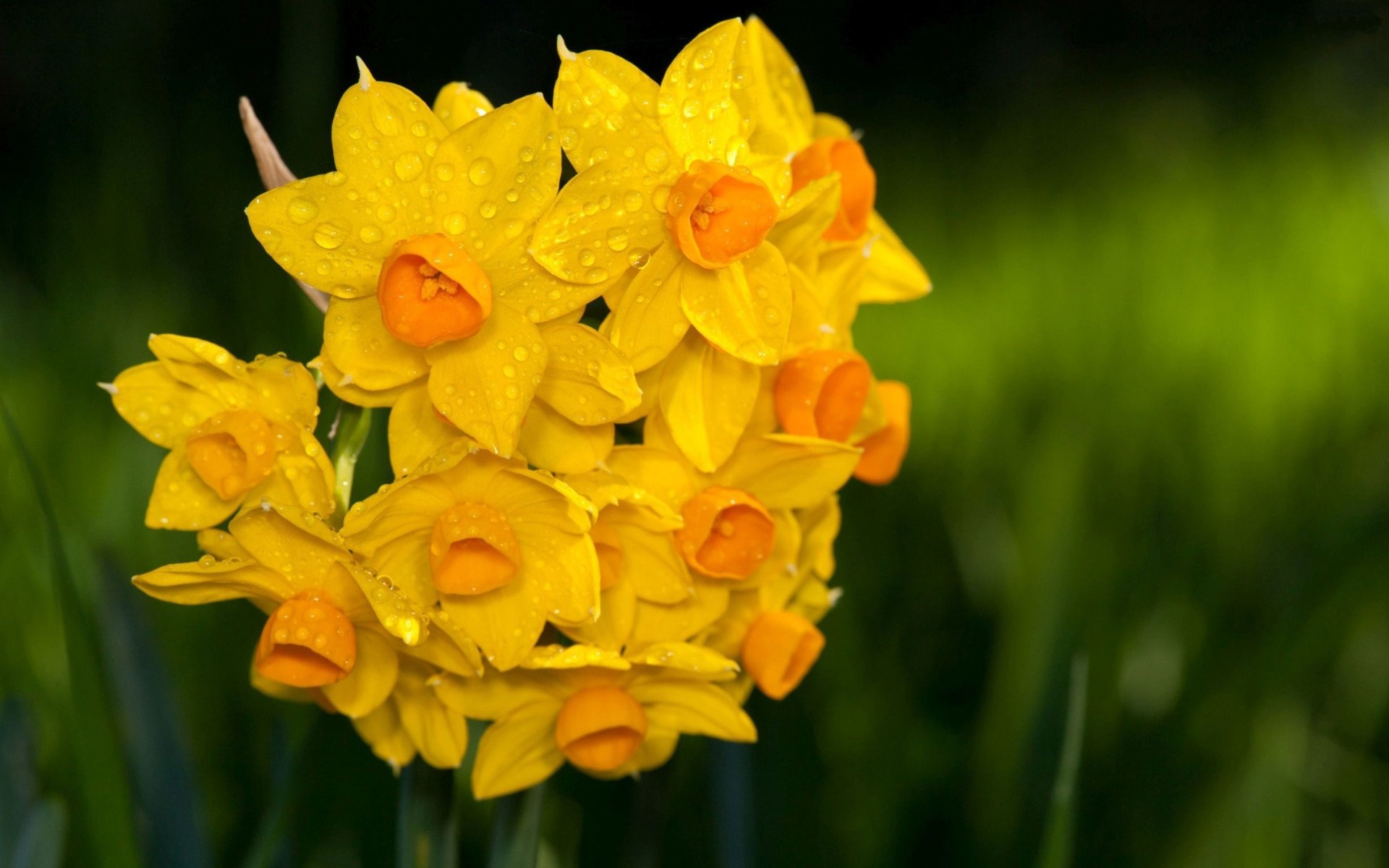 Download Yellow Flower Flower Nature Daffodil HD Wallpaper