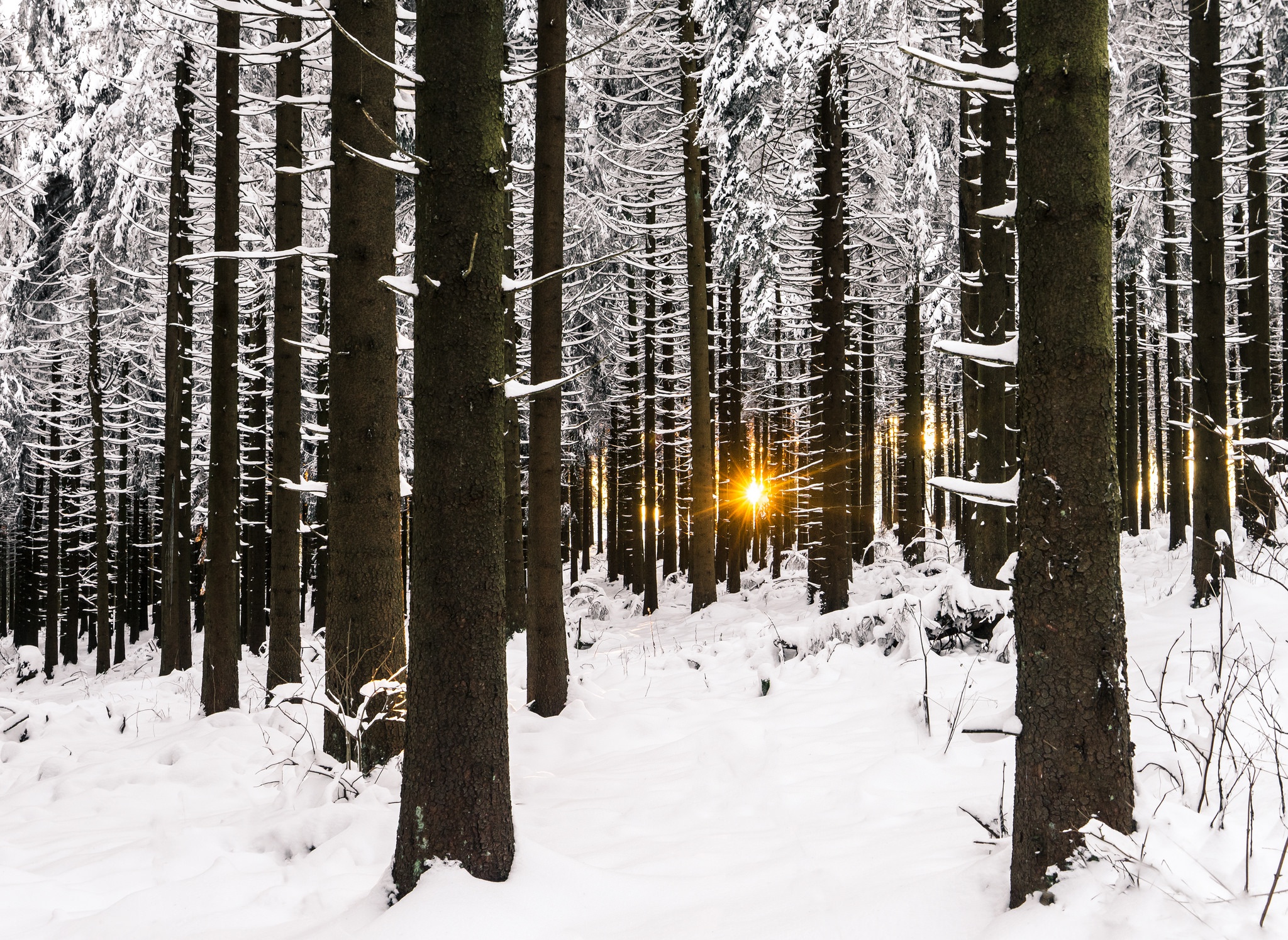Download Forest Tree Snow Sunbeam Nature Winter HD Wallpaper