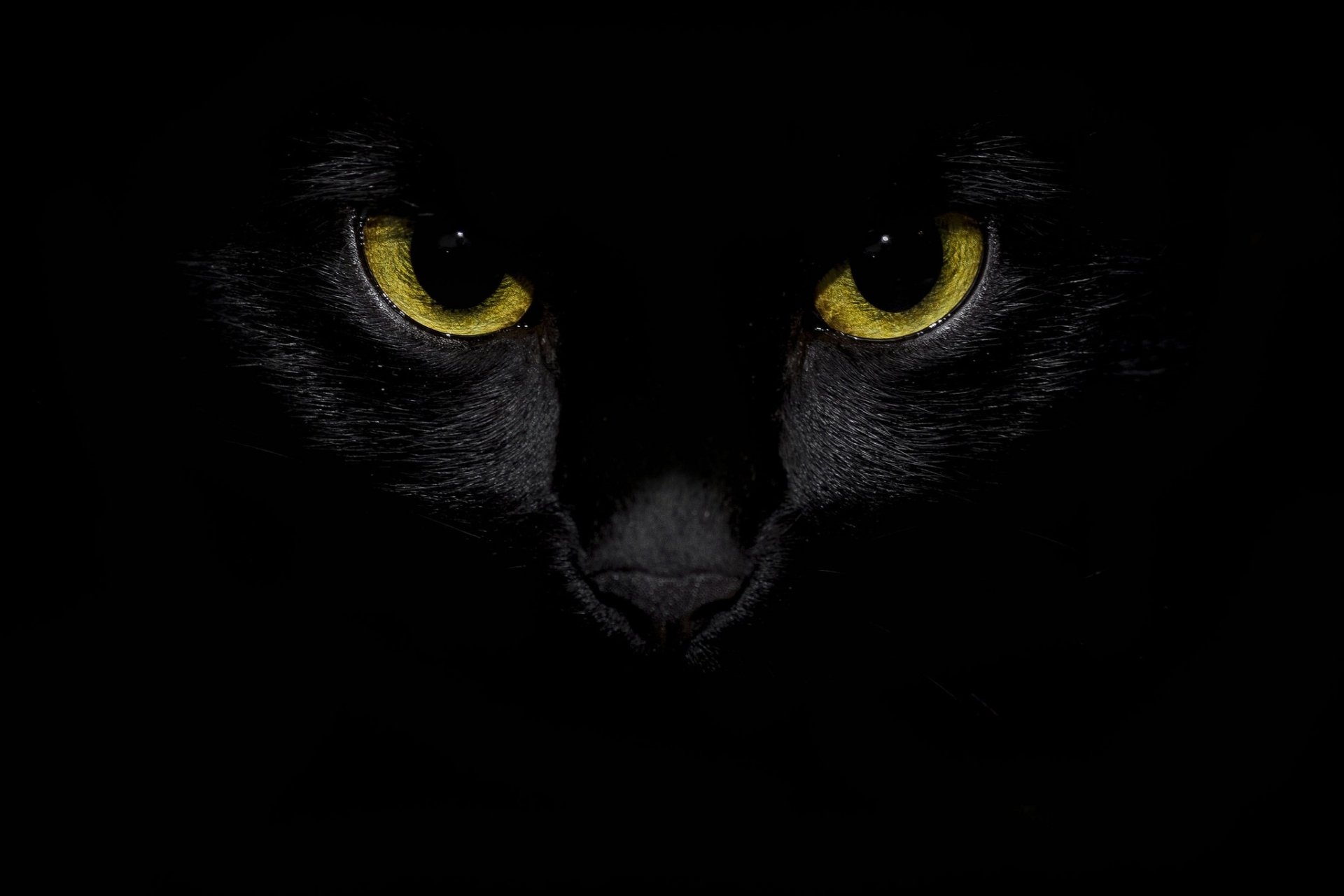 HD Cat Stare: Mesmerizing Eyes in the Shadows by Sven Puth | 2048x1365 ...