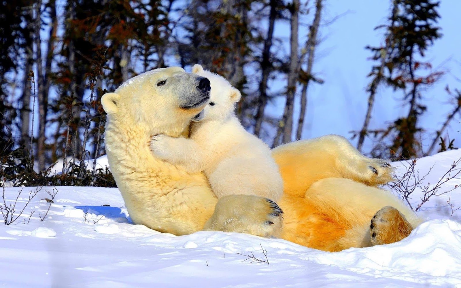 Download Hug Cuddle Cute Love Cub Animal Polar Bear Wallpaper