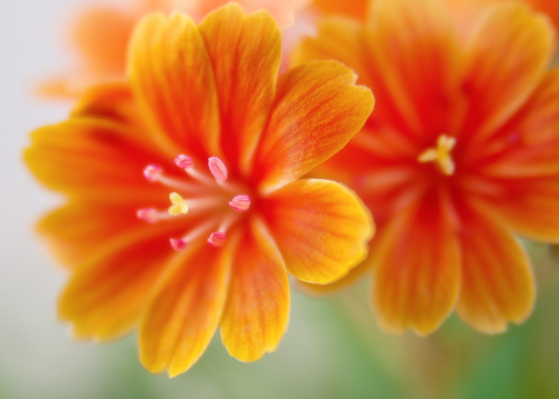 4K Ultra HD Orange Lewisia Bloom – Nature’s Vibrant Flower Delight