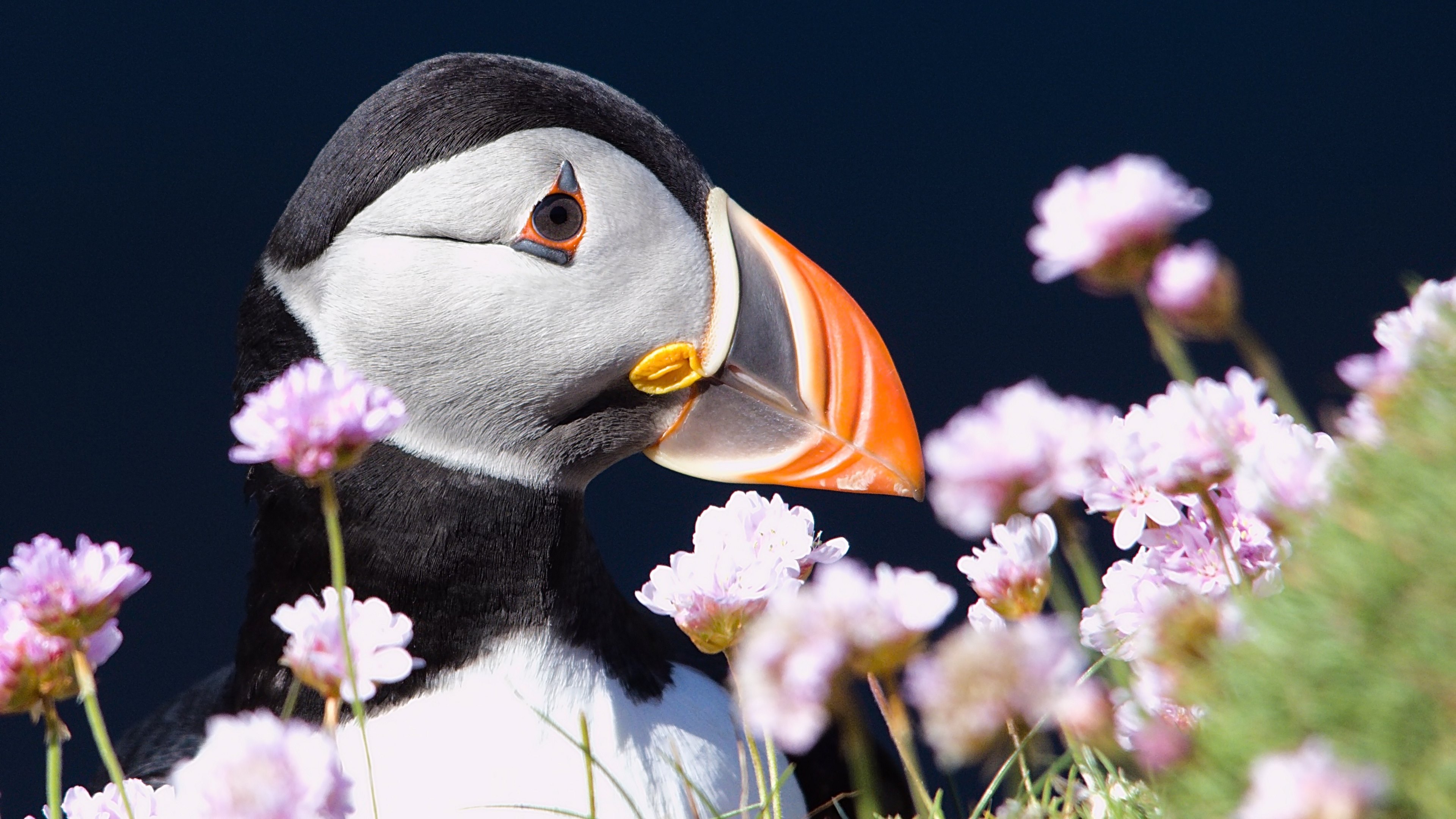 4K Ultra HD Close-Up of Puffin Amid Soft Pink Flowers by naggobot