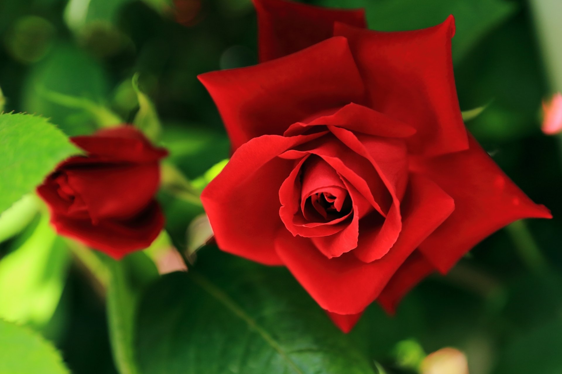 Download Red Rose Nature Bud Red Flower Flower Rose HD Wallpaper