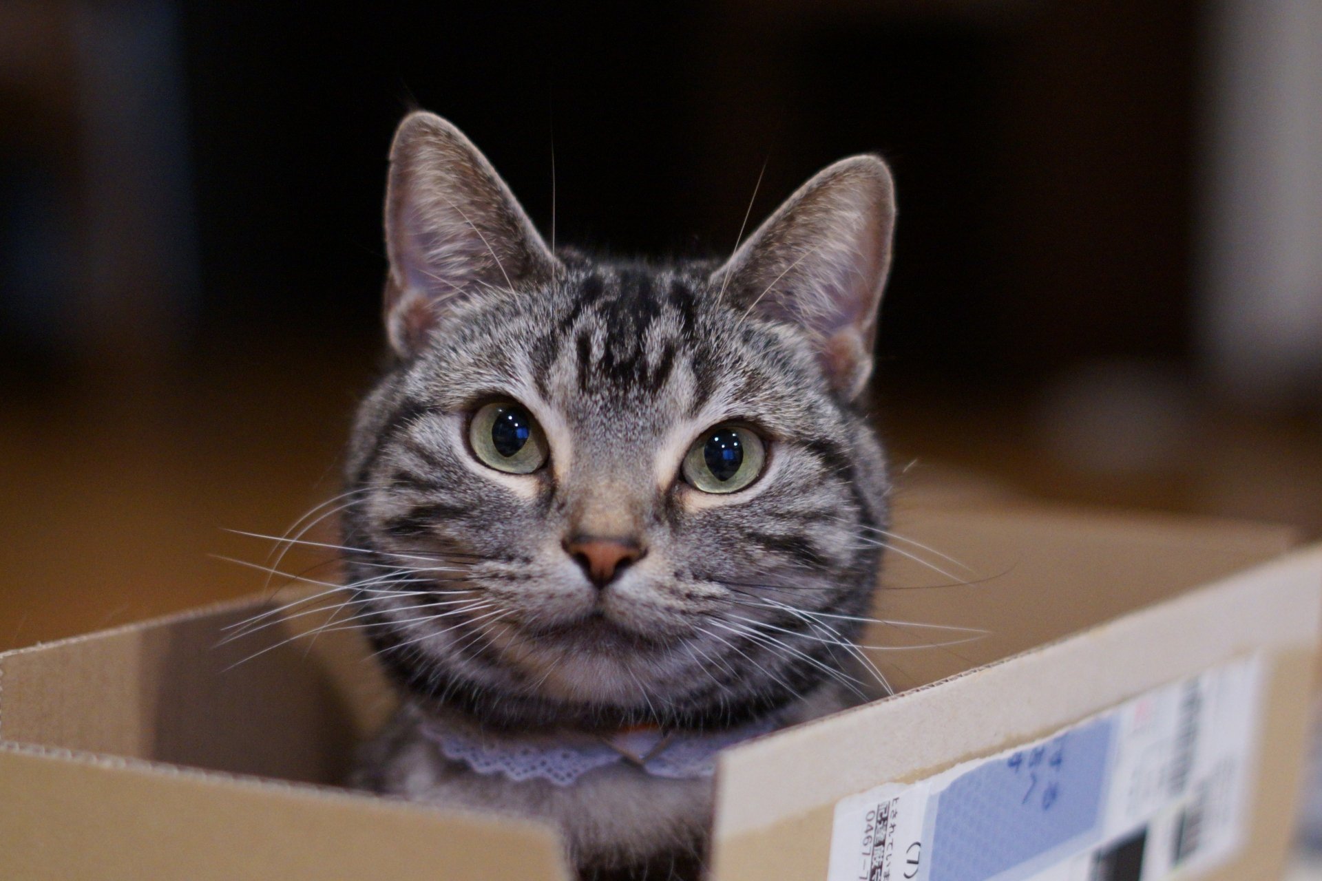 Download Stare Animal Cat 4k Ultra HD Wallpaper | 5493x3661 | Wallpaper ...