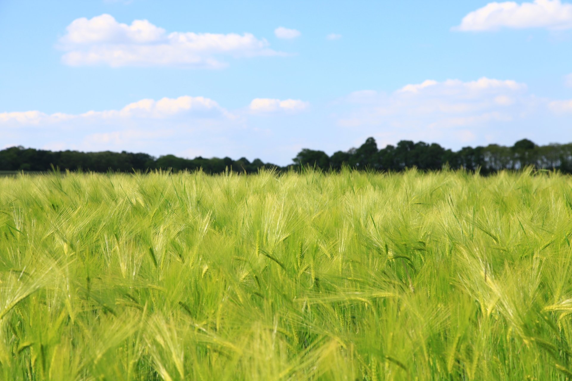 Download Field Summer Nature Wheat 4k Ultra HD Wallpaper