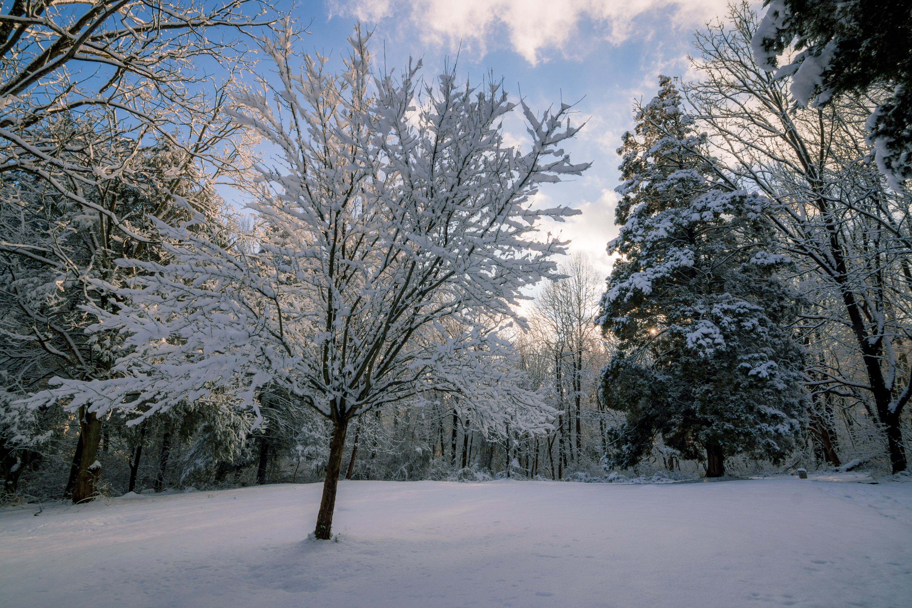 Winter Trees HD Wallpaper | Background Image | 3600x2400 | ID:793475 ...