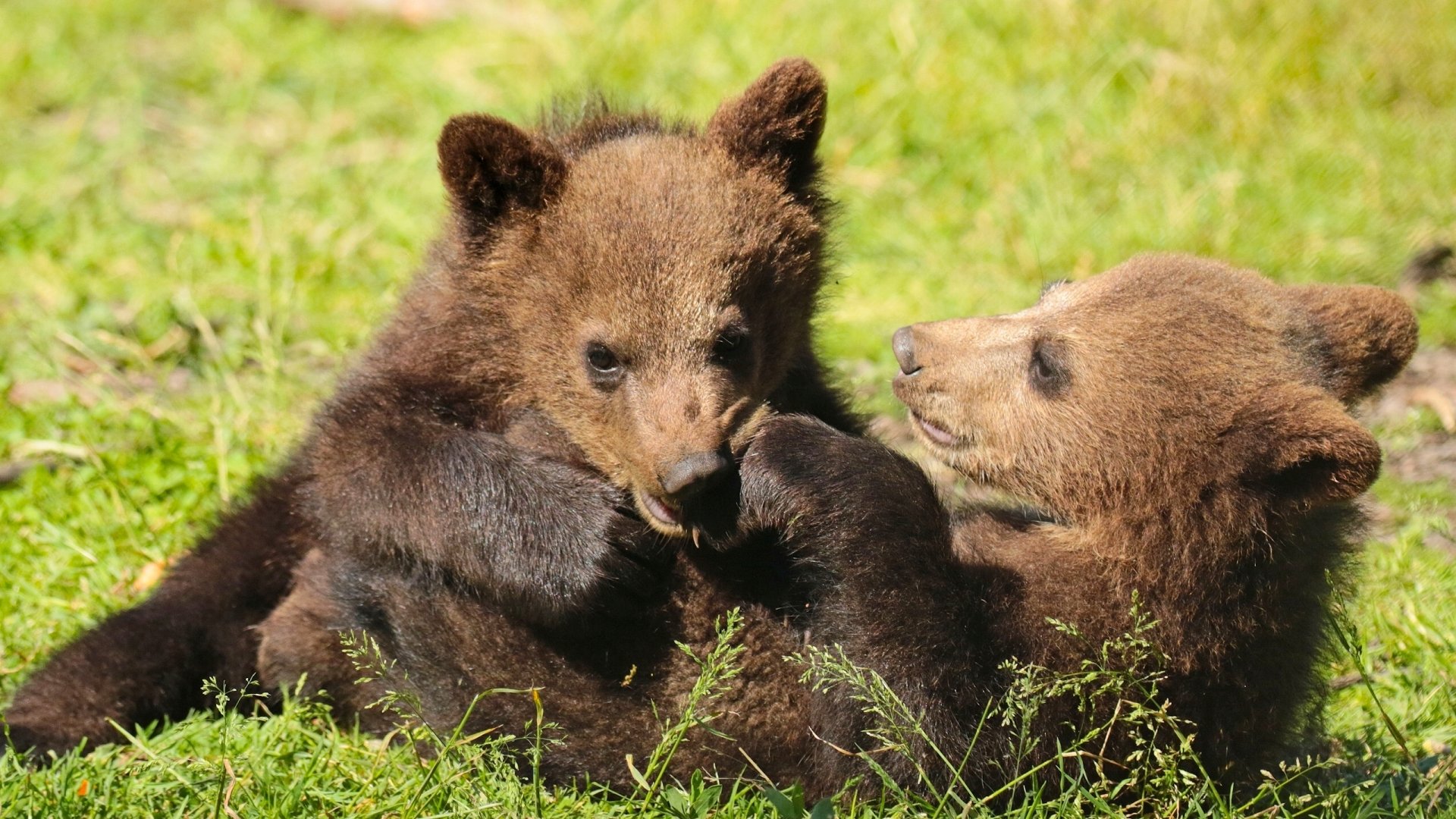 Download Grass Playing Baby Animal Cub Animal Bear HD Wallpaper ...