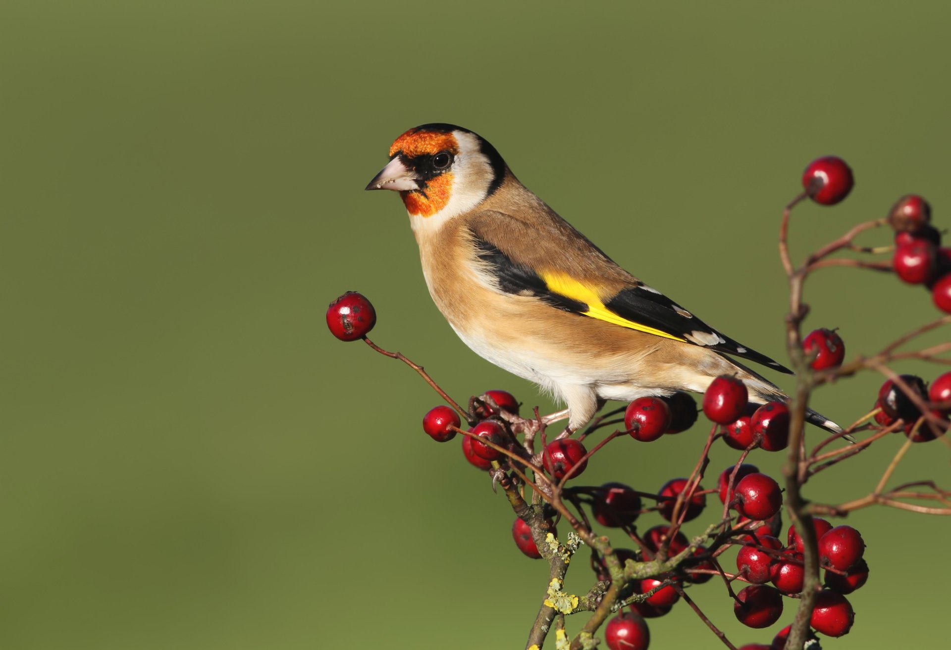 Download European Goldfinch Berry Bird Animal Goldfinch HD Wallpaper