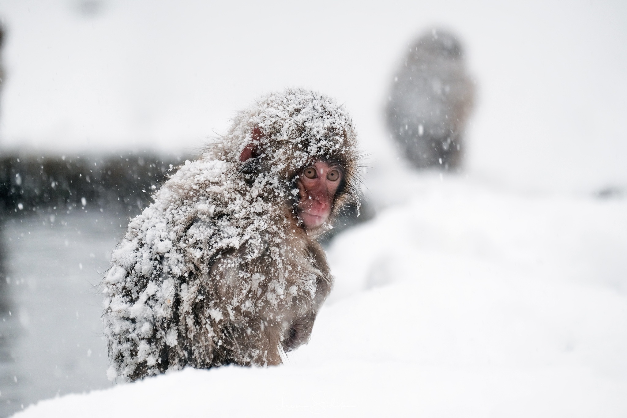 Download Snow Winter Primate Monkey Animal Japanese Macaque Snow Monkey ...