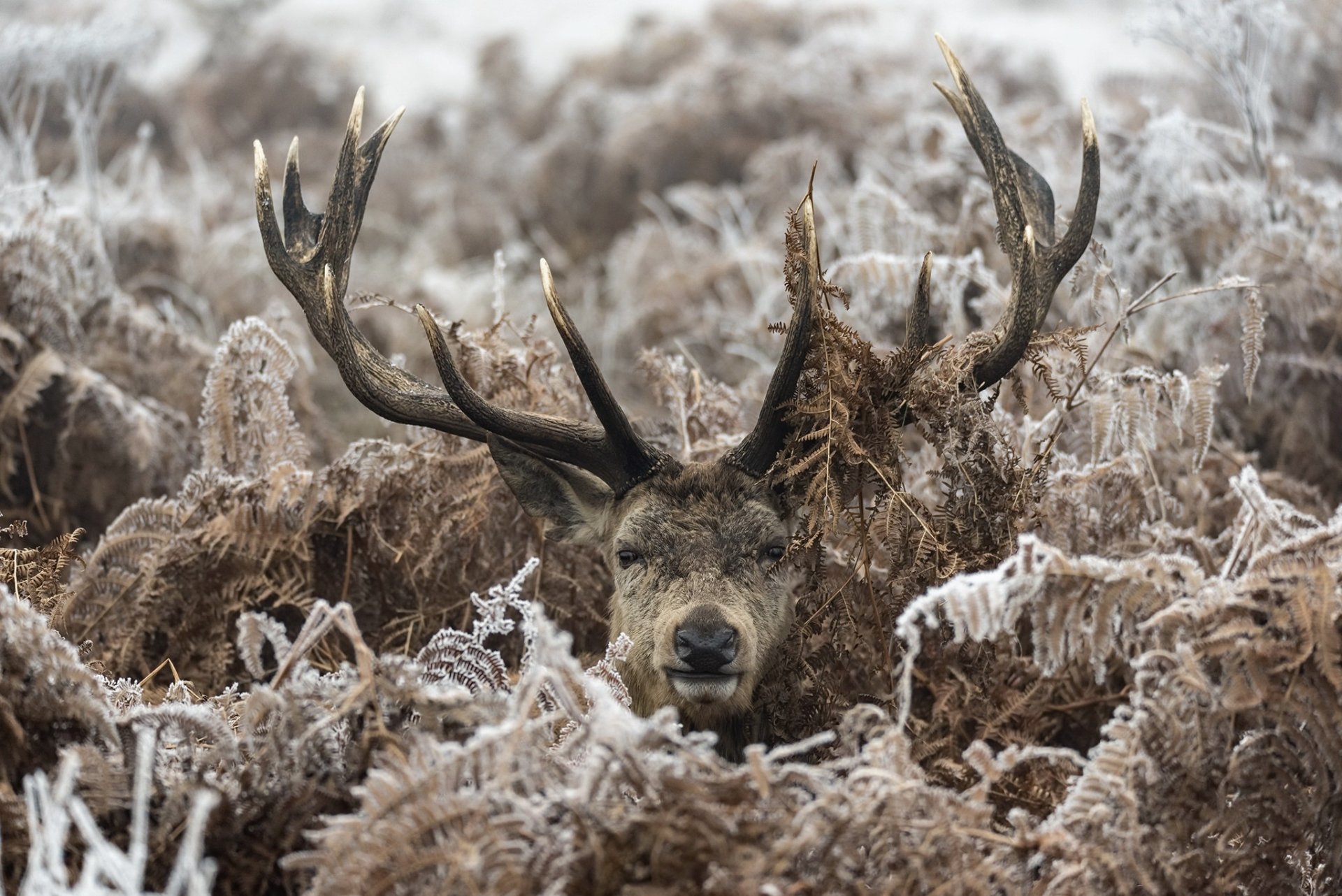 Download Fall Fern Stare Animal Deer HD Wallpaper | 2048x1367 ...