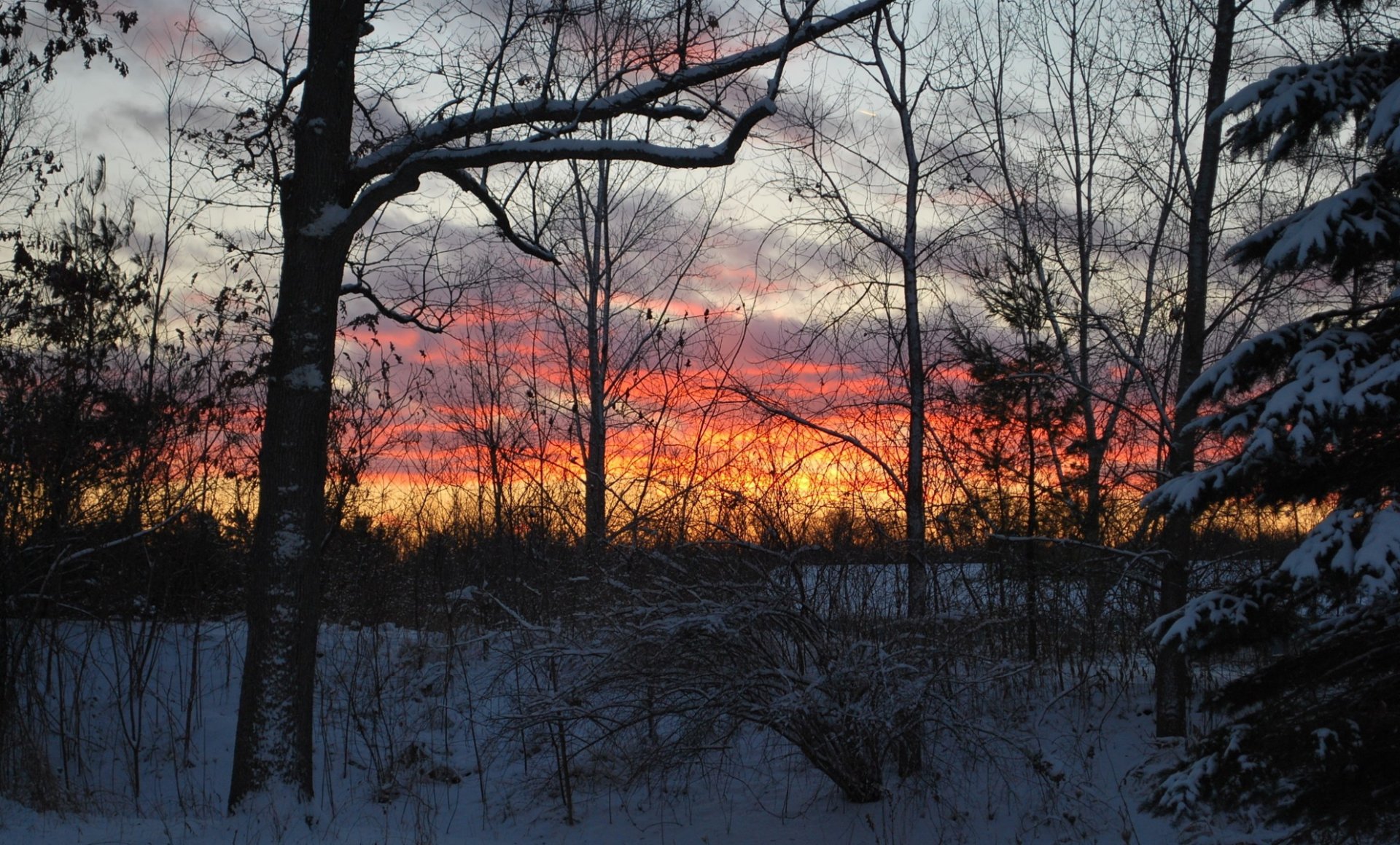 Download Tree Snow Winter Nature Sunset Winter Sunset HD Wallpaper ...