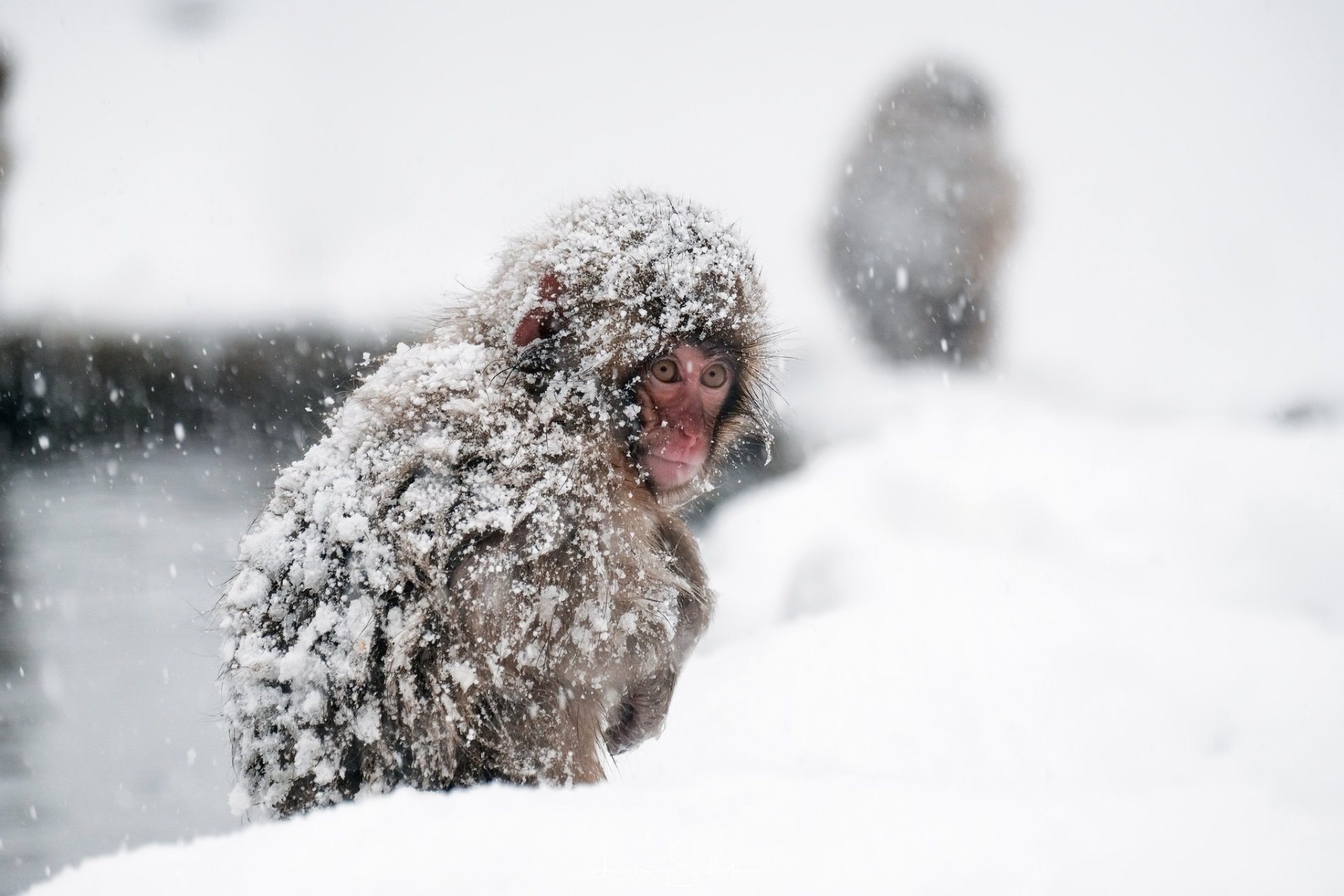 Download Snow Winter Primate Monkey Animal Japanese Macaque Snow Monkey ...
