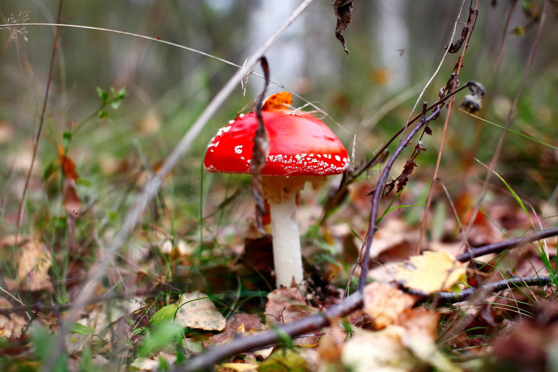 Download Close-up Fall Nature Mushroom HD Wallpaper