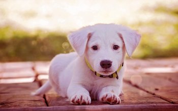 Download Dog Cute Puppy Animal PFP