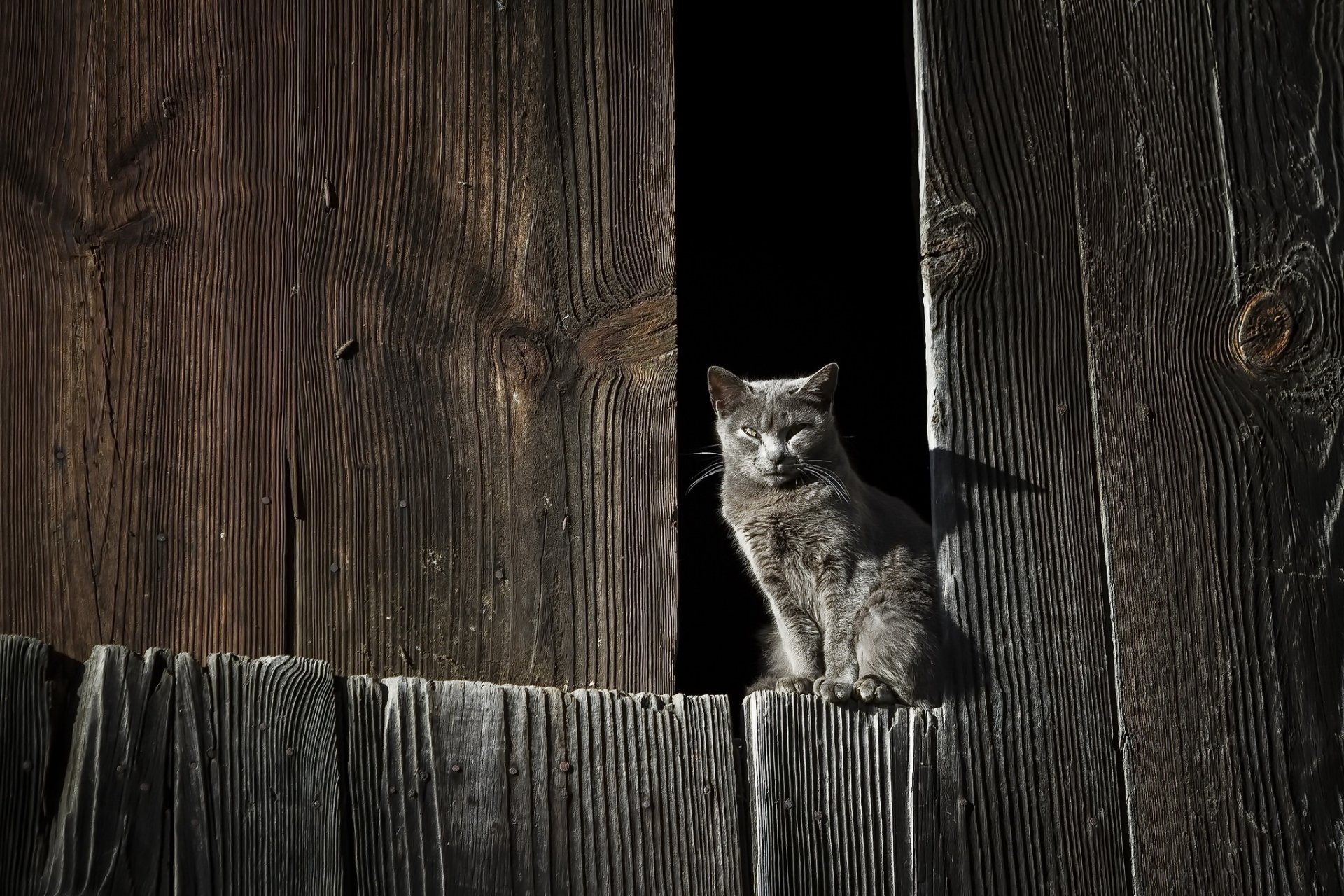 Intense Cat Stare: HD Animal Wallpaper | 2048x1365 | Wallpaper Abyss