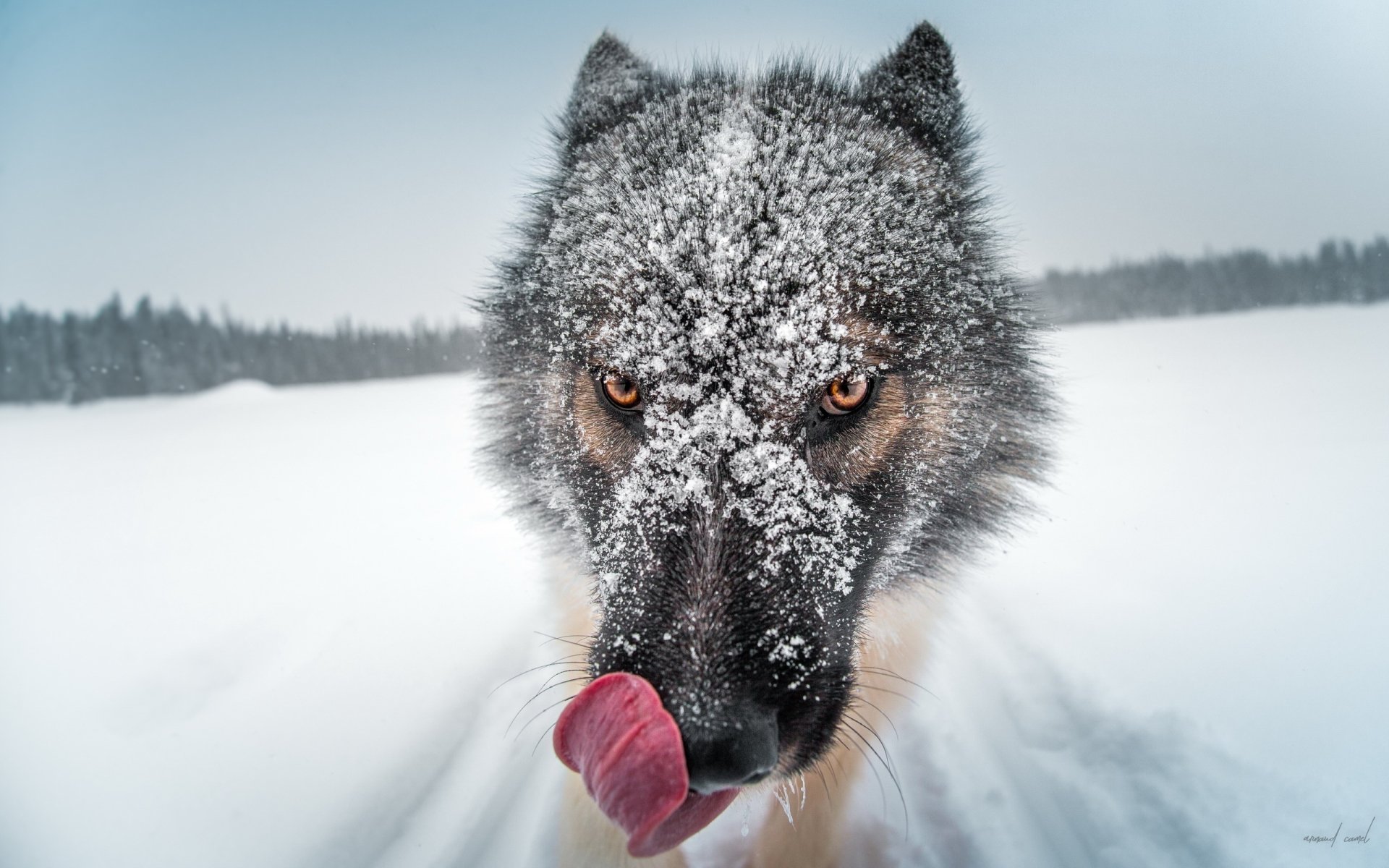 Download Stare Snow Winter Depth Of Field Animal Wolf HD Wallpaper