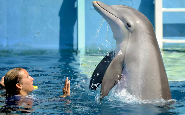 Dolphin Tale Wallpapers
