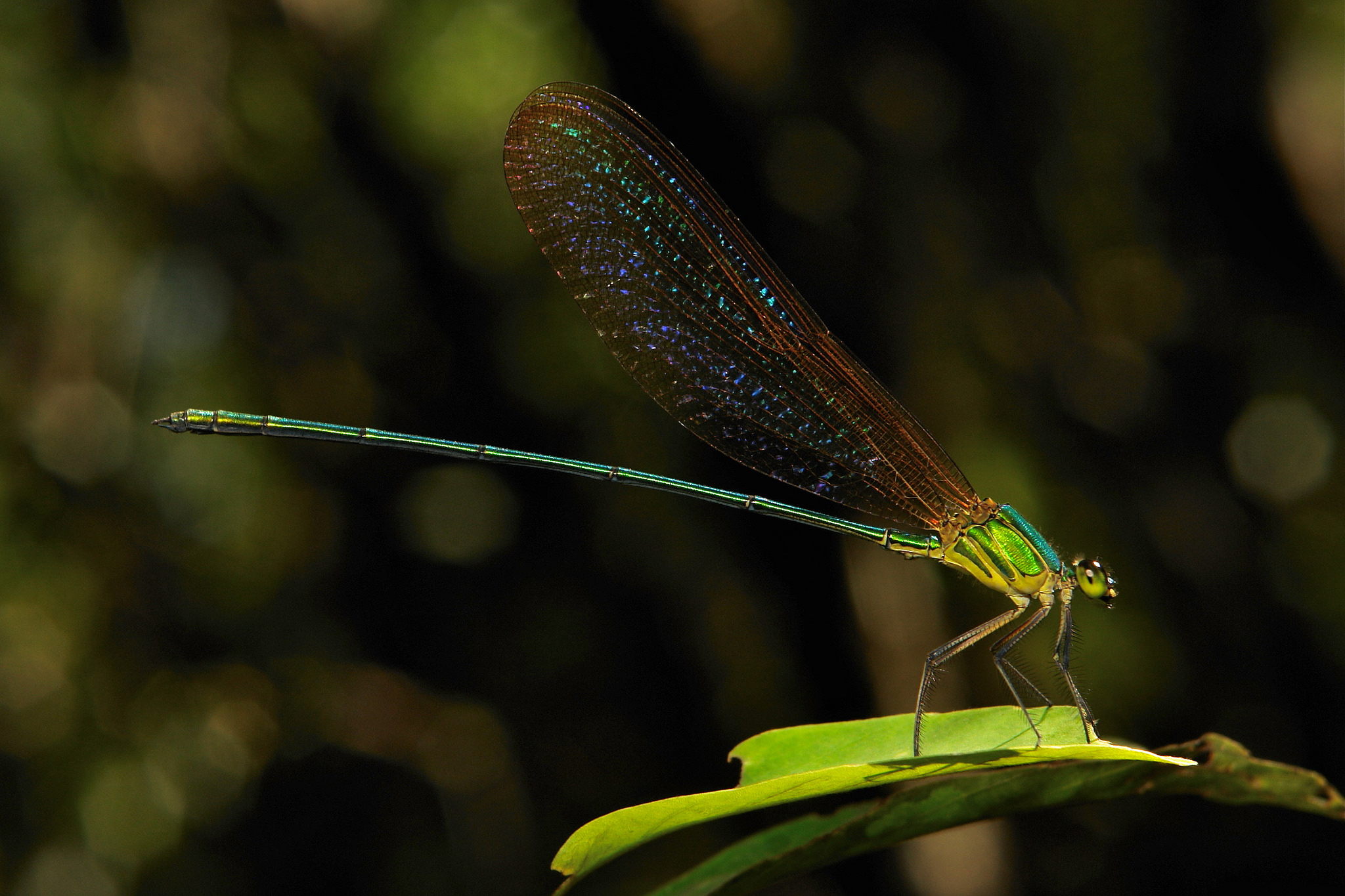 Download Leaf Insect Macro Animal Dragonfly HD Wallpaper