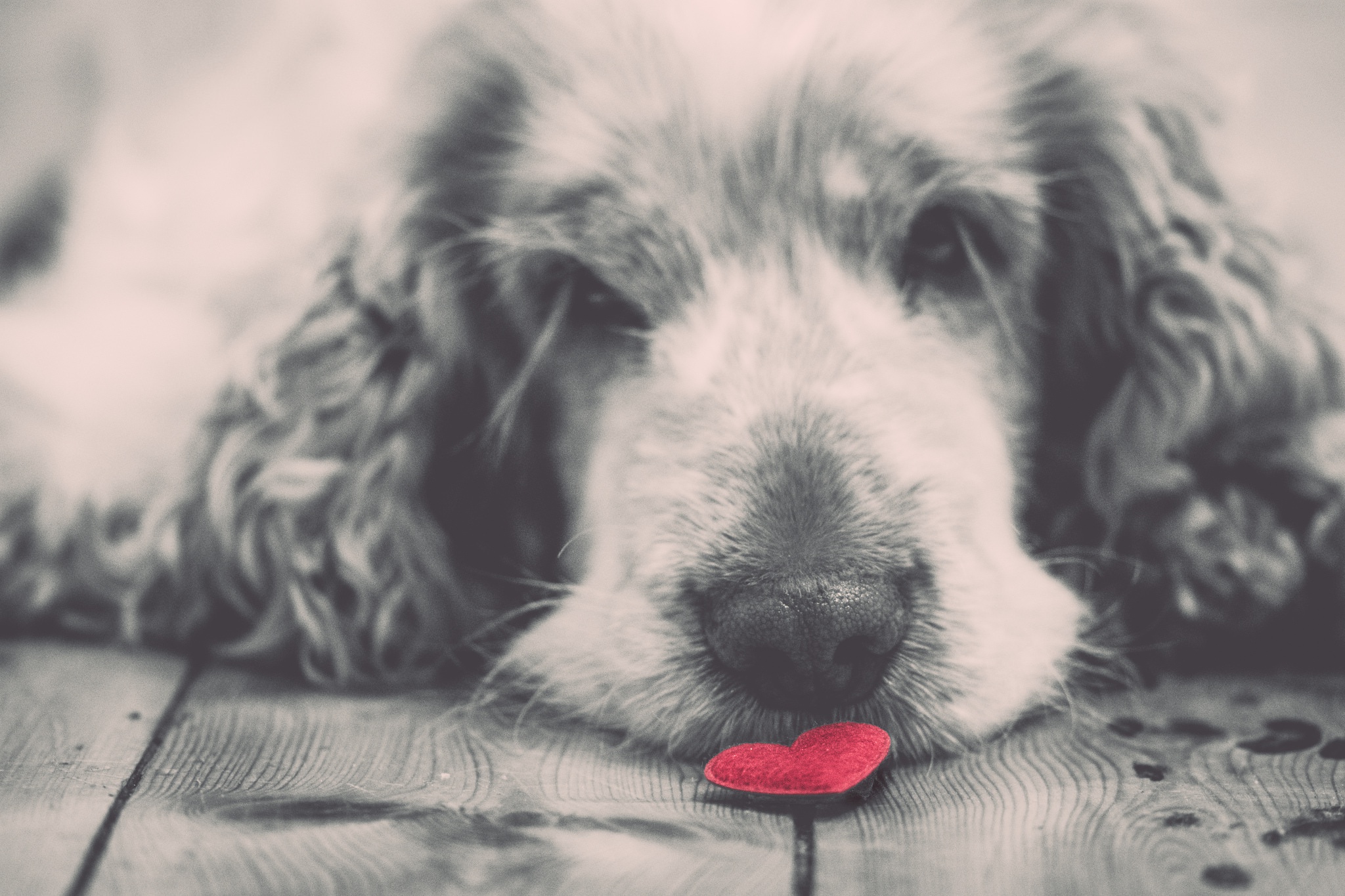 Download Heart Muzzle Animal Dog HD Wallpaper