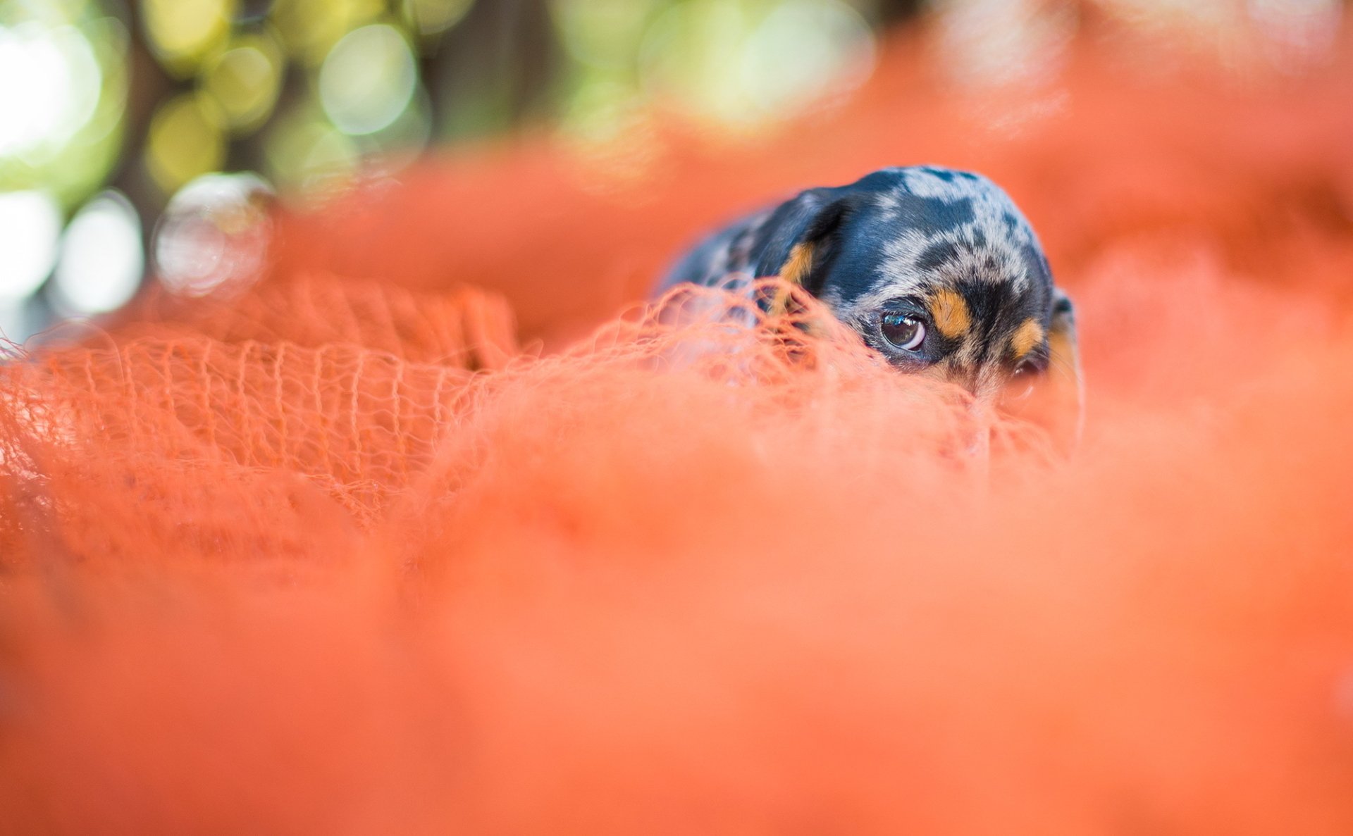 Download Blur Bokeh Animal Dog HD Wallpaper | 1999x1236 | Wallpaper Abyss