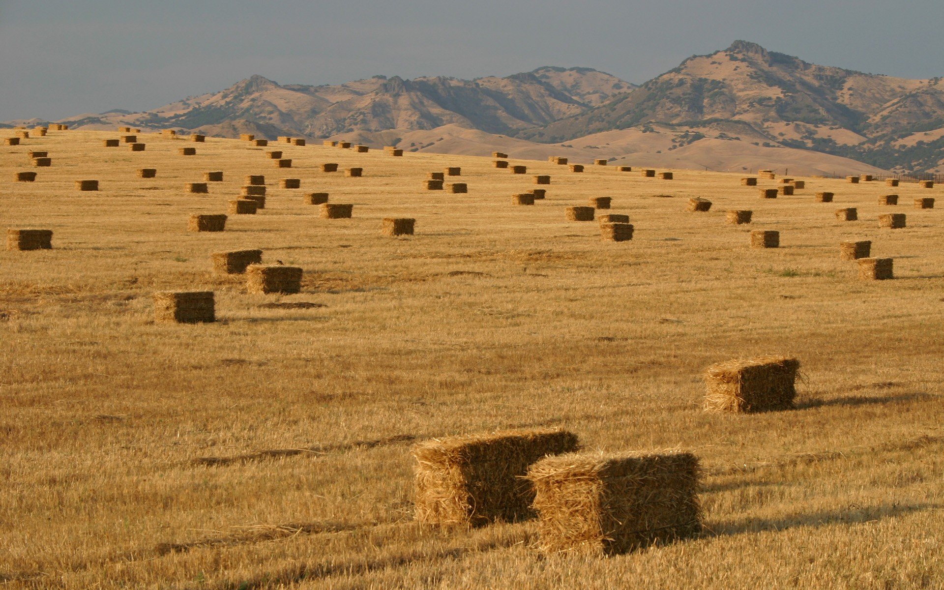 Golden Wheat Fields: Serene Country Landscape with Haystacks in HD