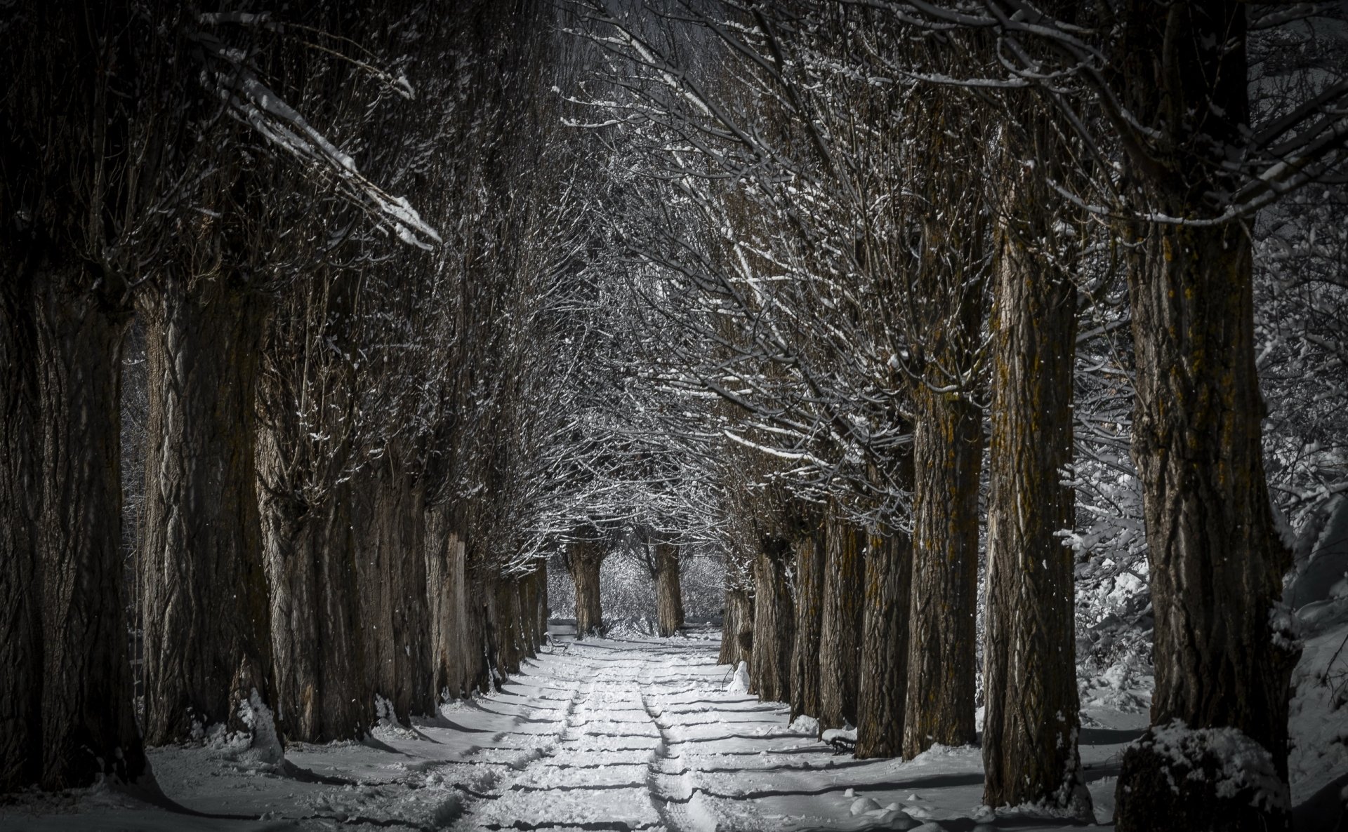 Download Tree-lined Snow Tree Path Nature Winter HD Wallpaper