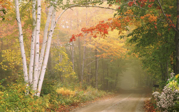 Download Colorful Colors Leaf Fall Birch Tree Nature Lake HD Wallpaper