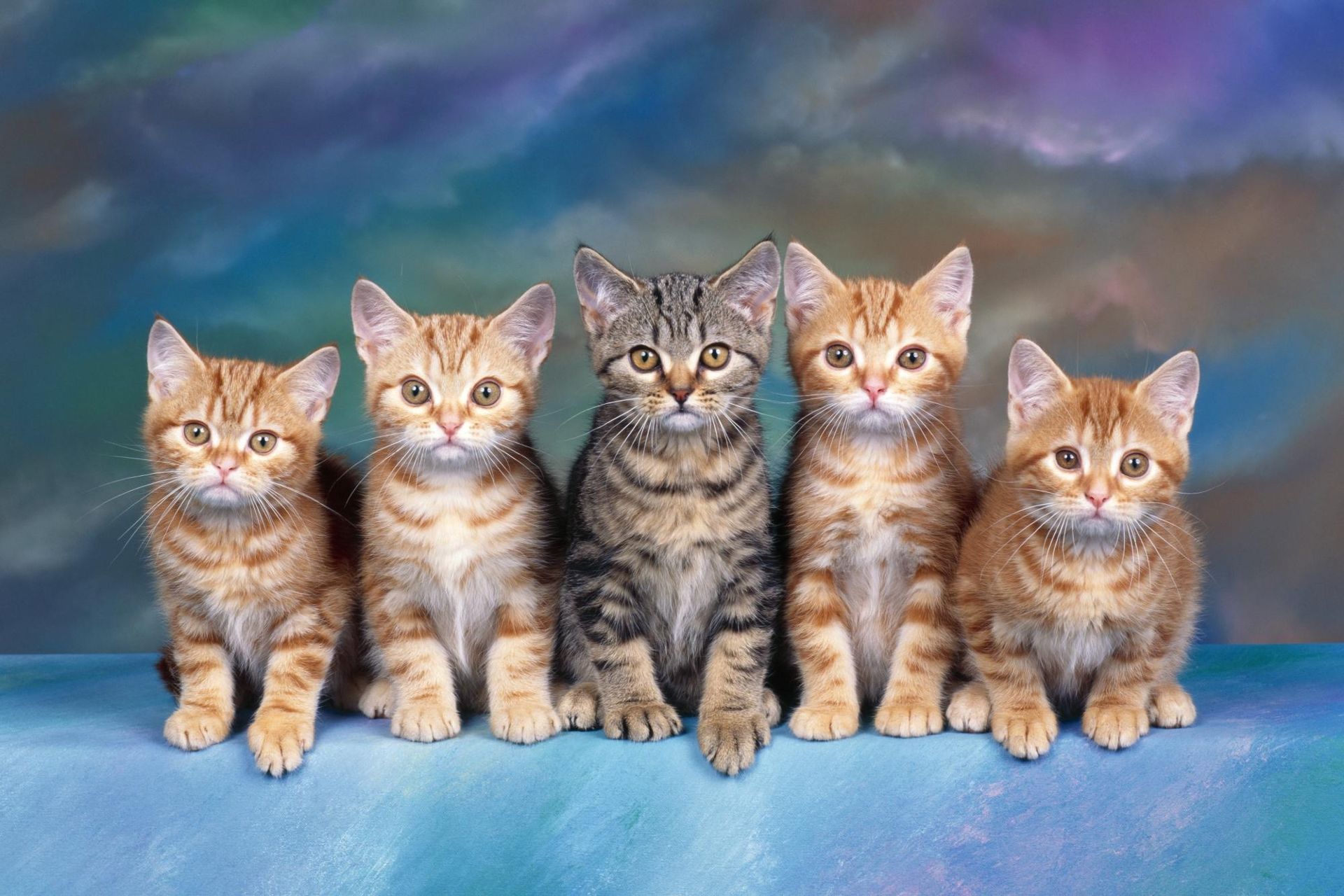 Cute Kitten Family HD Wallpaper
