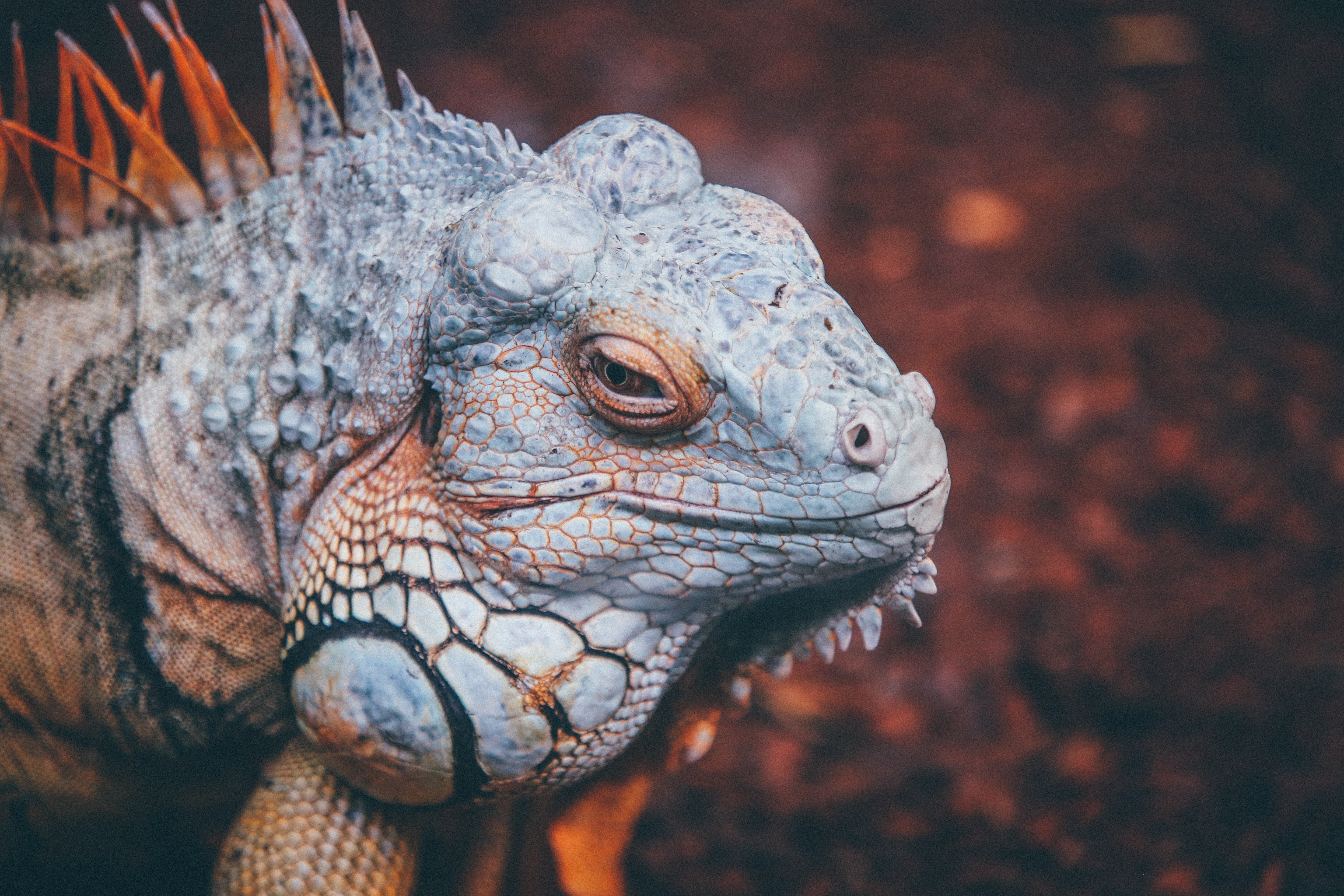 Animal Iguana 4k Ultra HD Wallpaper