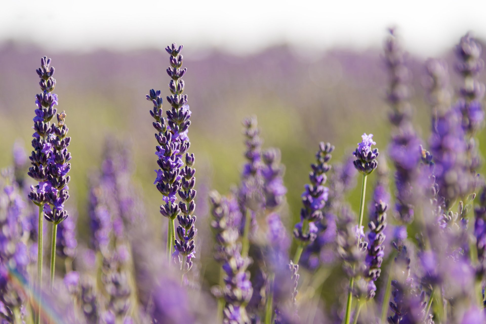 Download Blur Purple Flower Flower Close-up Nature Lavender HD ...