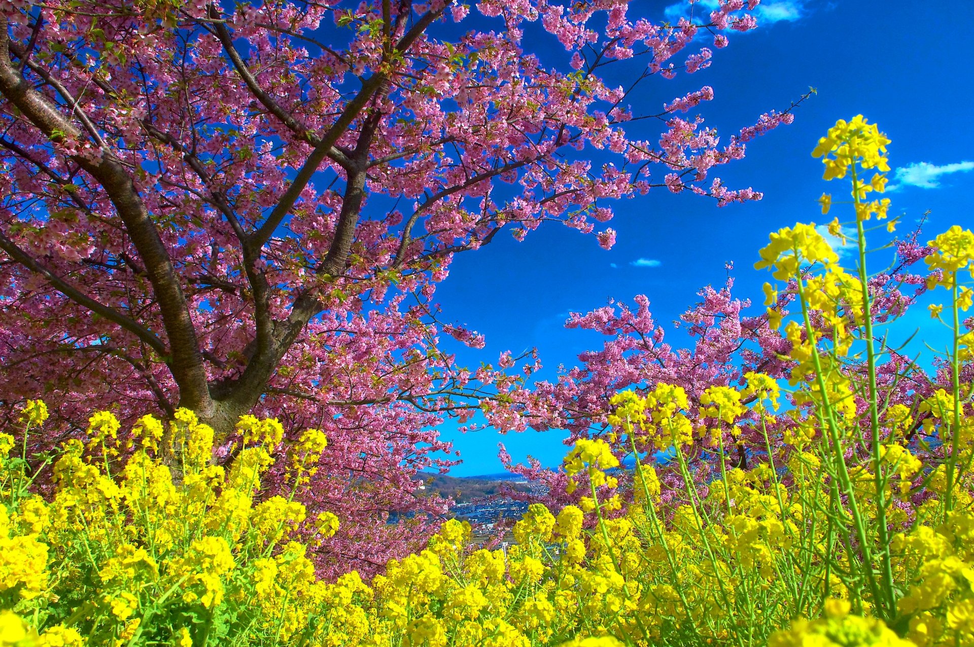 Spring Blossom HD Wallpaper