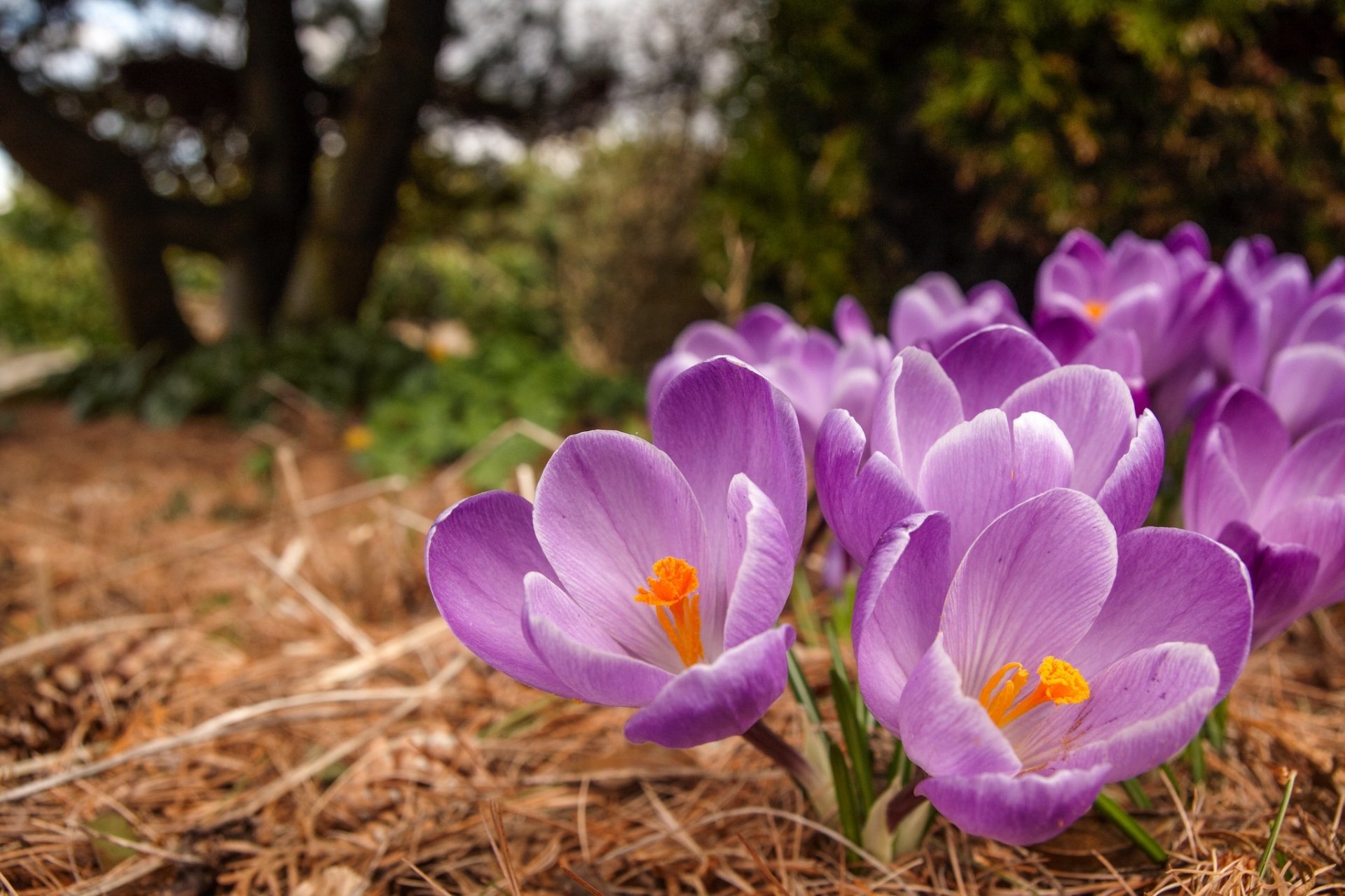 Download Macro Purple Flower Flower Nature Crocus HD Wallpaper