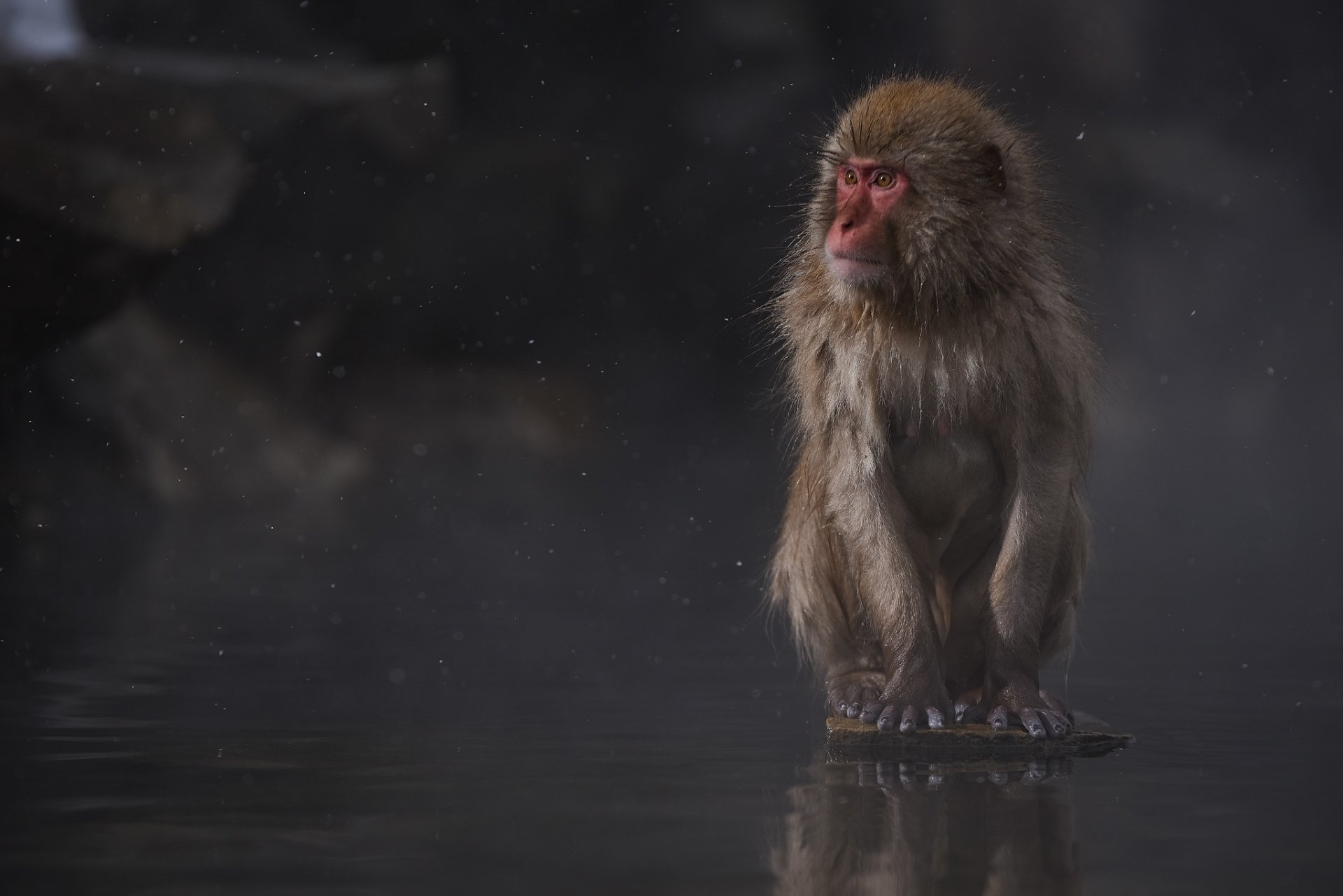 Download Reflection Primate Monkey Animal Japanese Macaque Snow Monkey ...