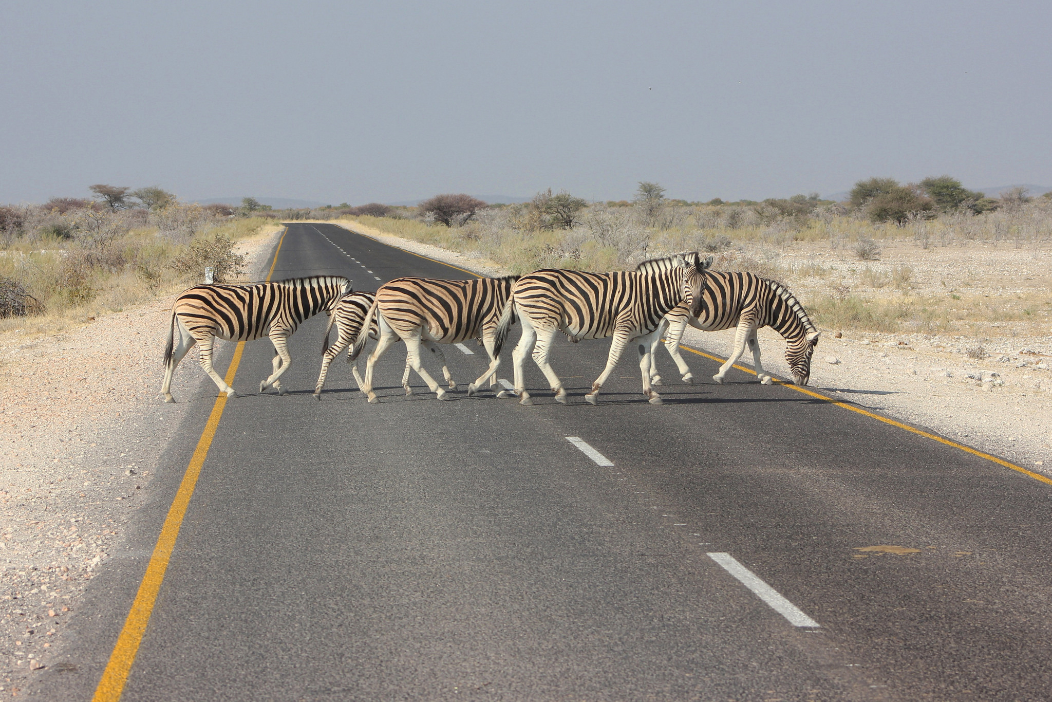 Download Road Animal Zebra HD Wallpaper