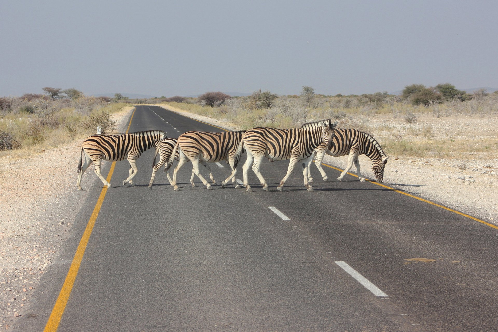Download Road Animal Zebra HD Wallpaper