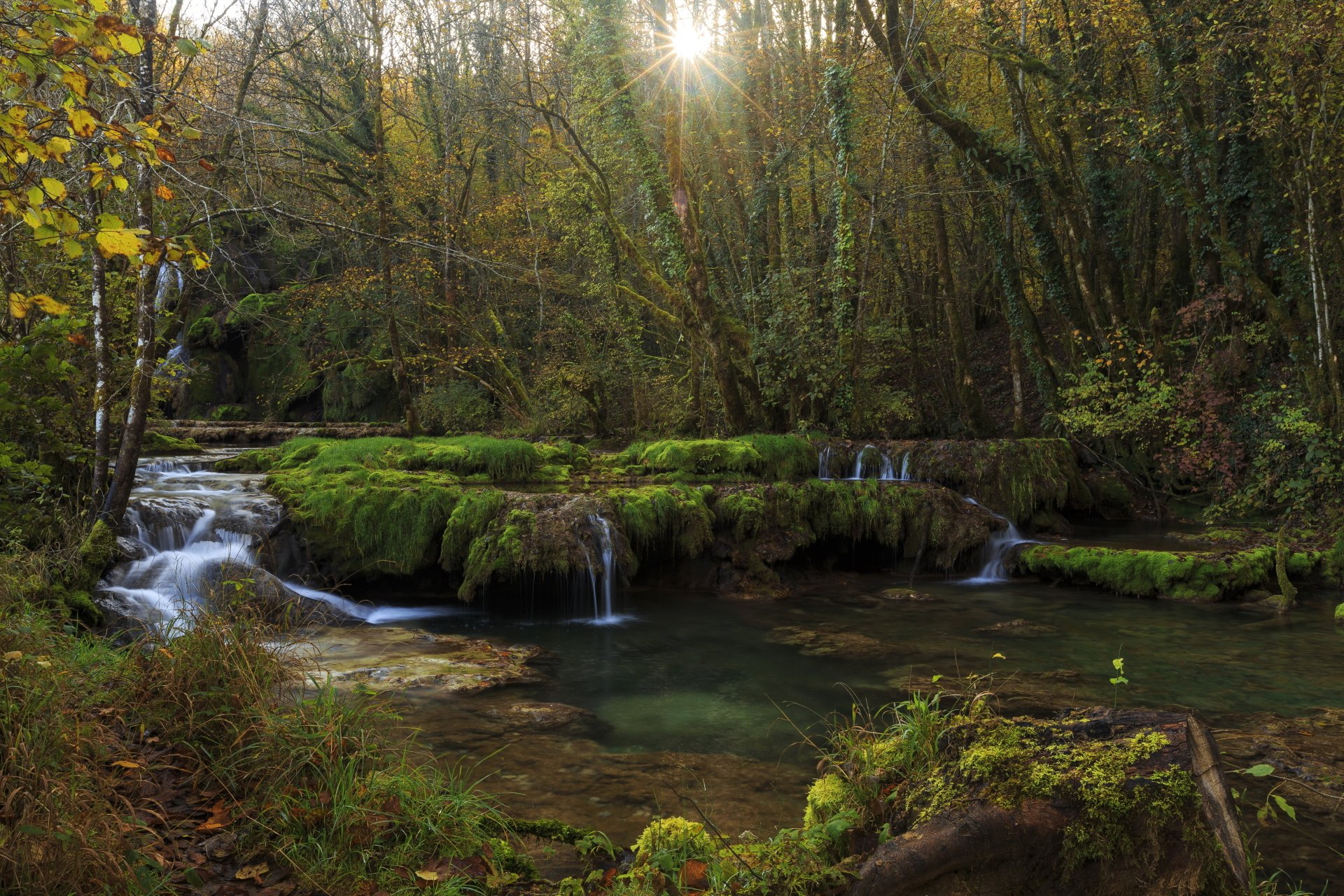Download Moss Forest Nature Stream 4k Ultra HD Wallpaper